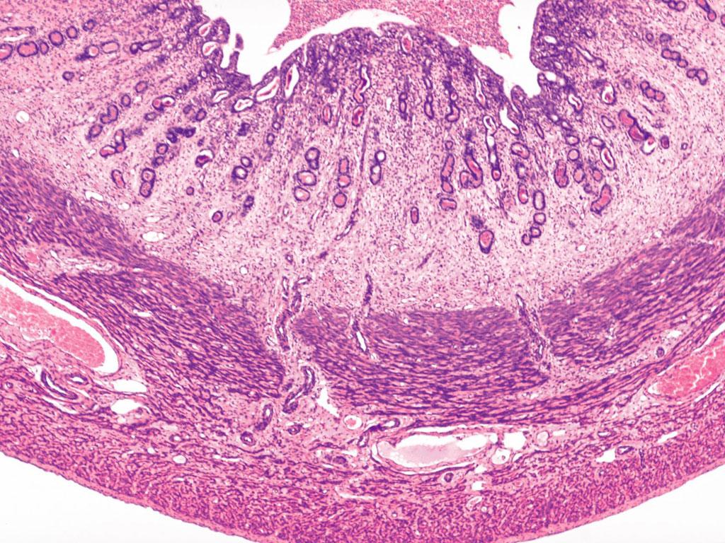 Histology Wallpapers - Top Free Histology Backgrounds - WallpaperAccess