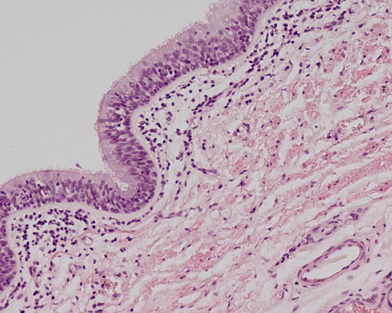 Histology Wallpapers - Top Free Histology Backgrounds - WallpaperAccess