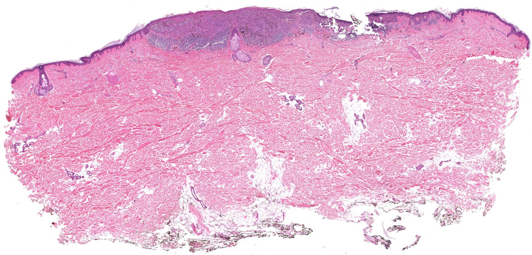 Histology Wallpapers - Top Free Histology Backgrounds - WallpaperAccess