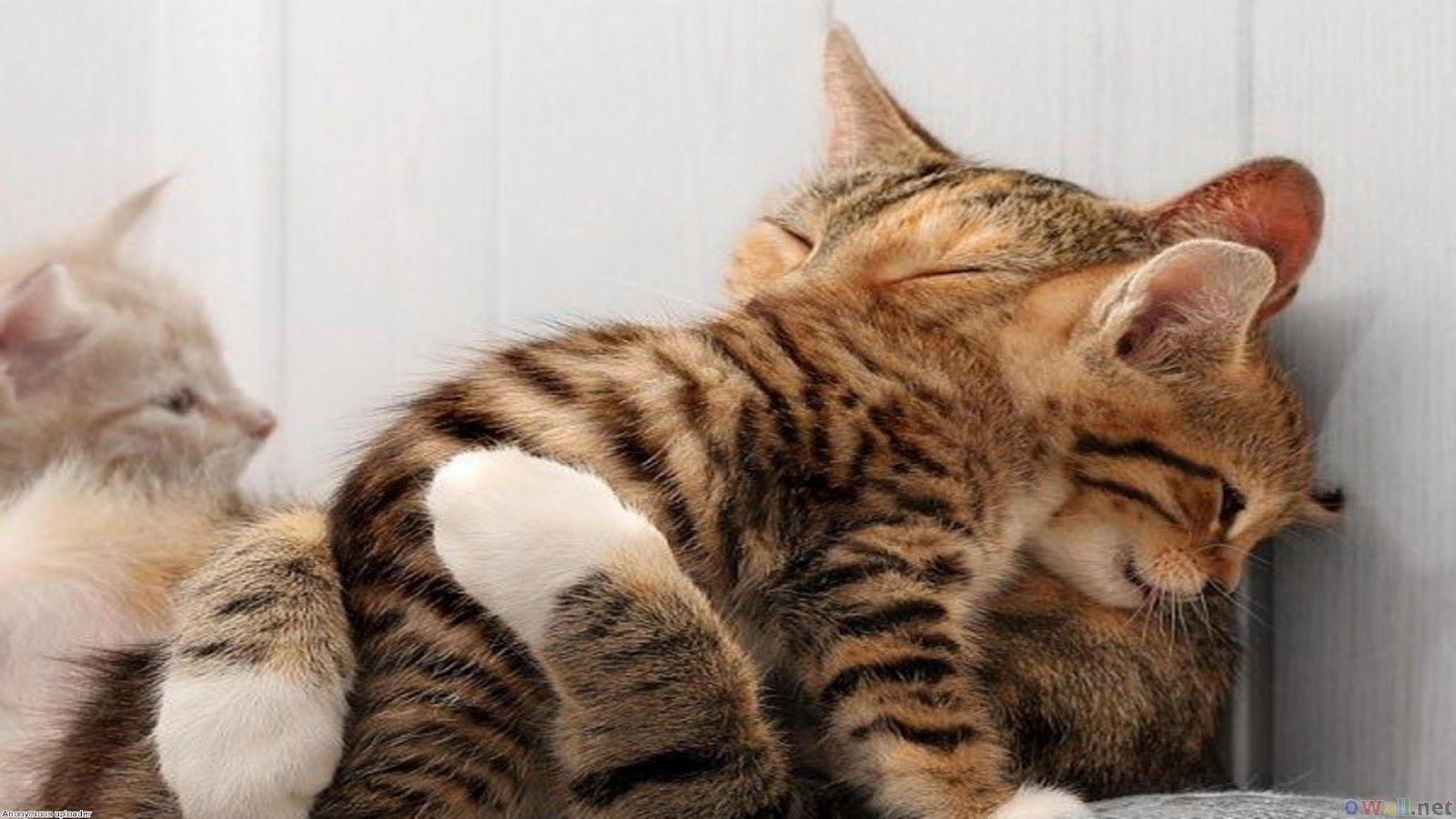 Animal Hug Wallpapers - Top Free Animal Hug Backgrounds - WallpaperAccess