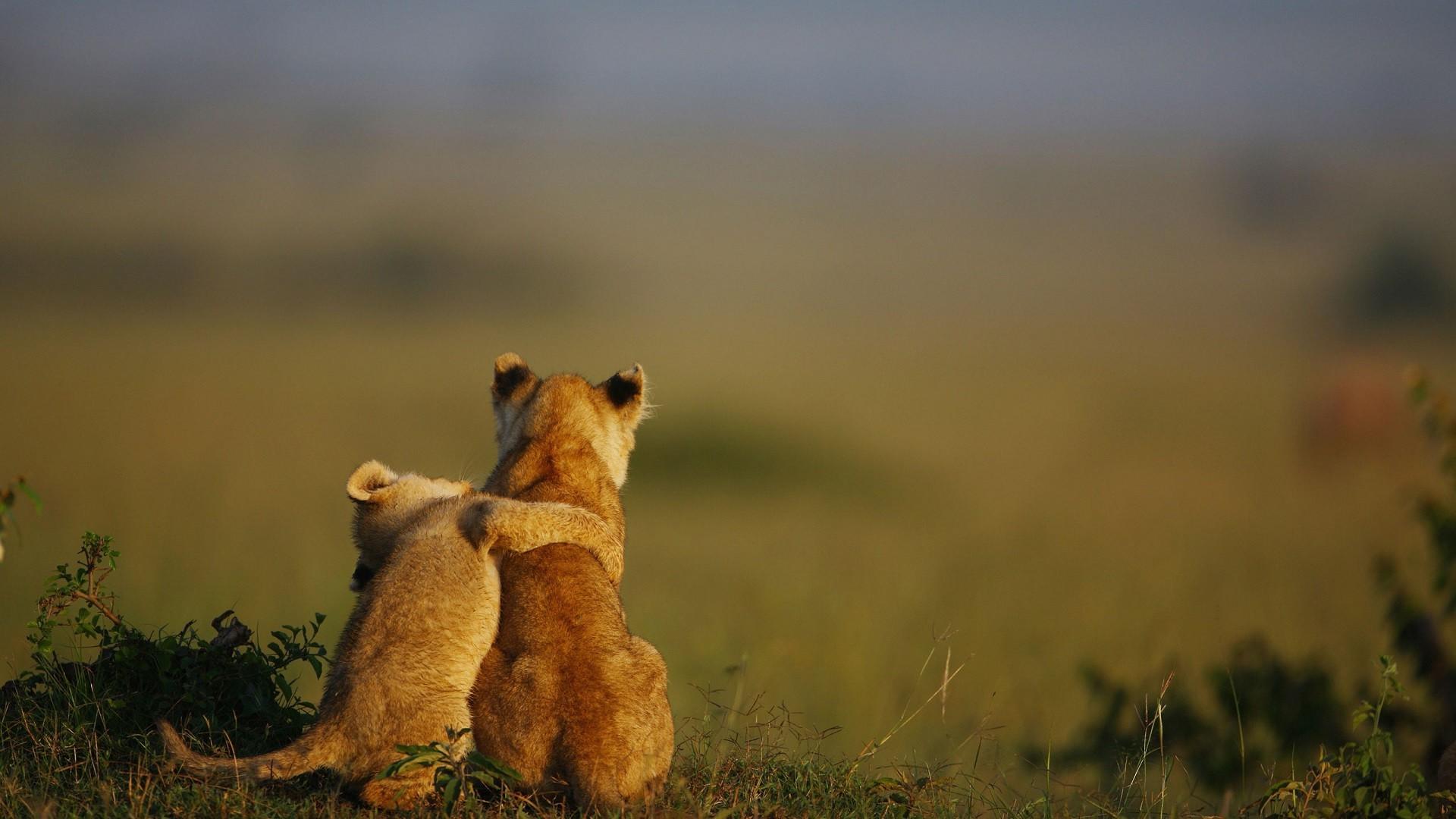 Animal Hug Wallpapers - Top Free Animal Hug Backgrounds - WallpaperAccess