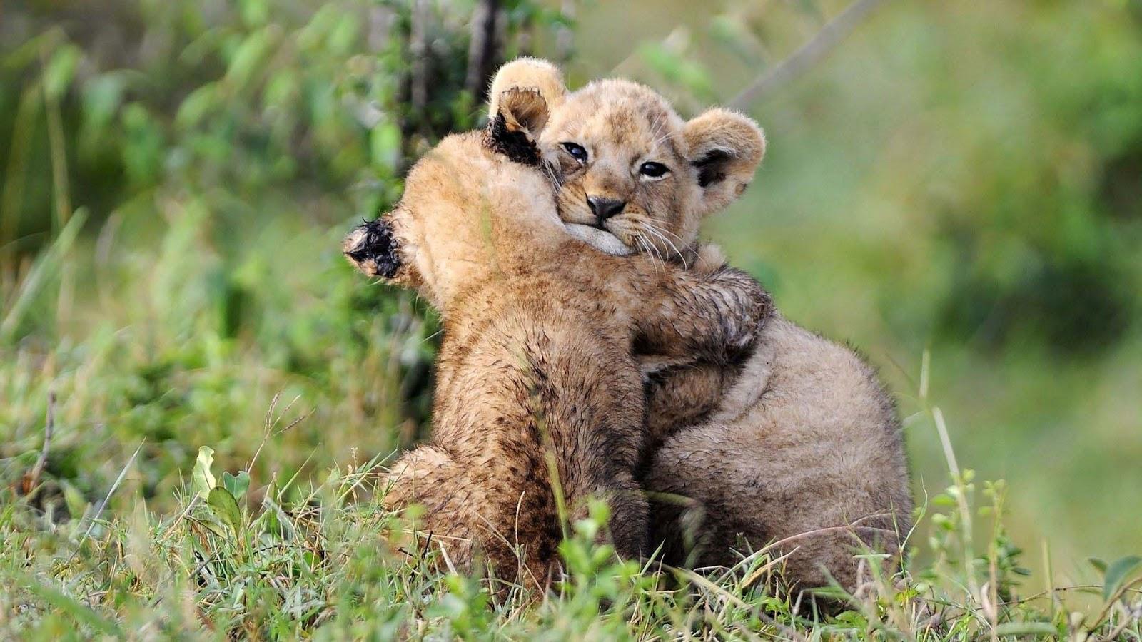 Animal Hug Wallpapers - Top Free Animal Hug Backgrounds - WallpaperAccess