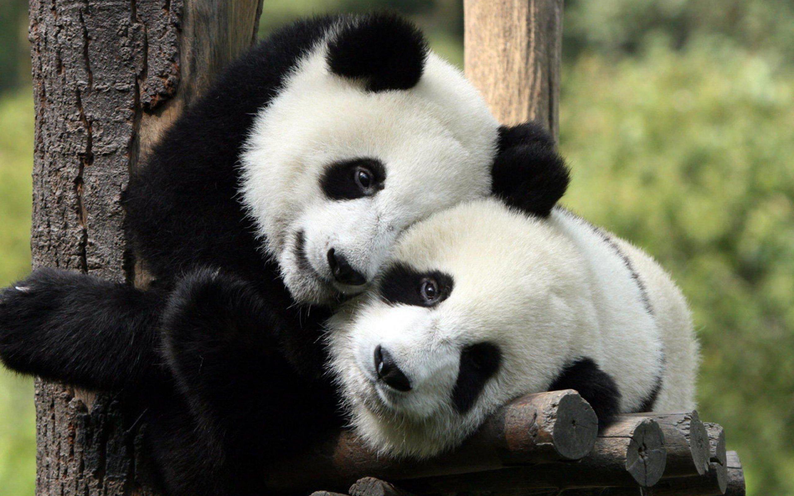 Panda Love Wallpapers - Top Free Panda Love Backgrounds - WallpaperAccess