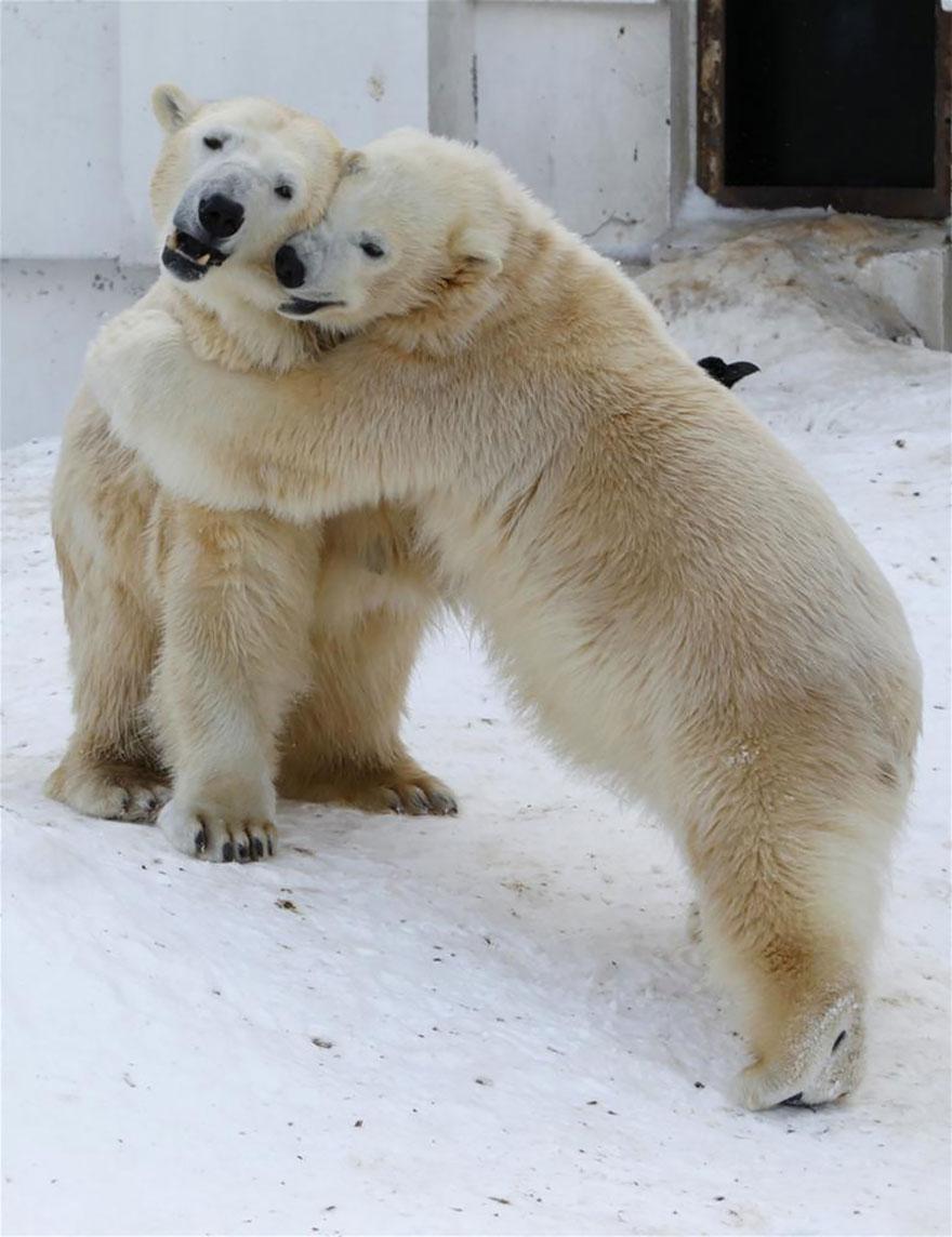 Animal Hug Wallpapers - Top Free Animal Hug Backgrounds - WallpaperAccess