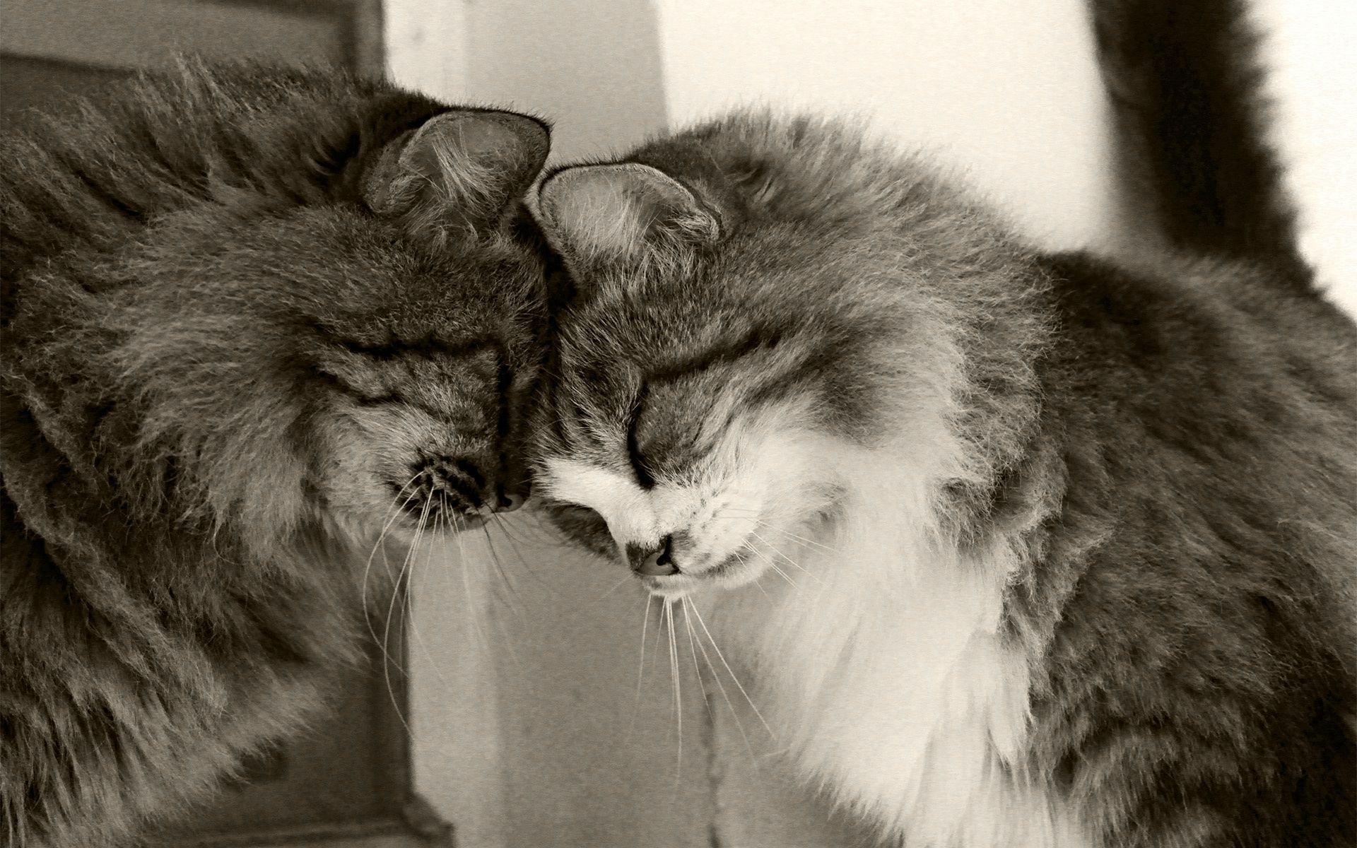 Animal Hug Wallpapers - Top Free Animal Hug Backgrounds - WallpaperAccess