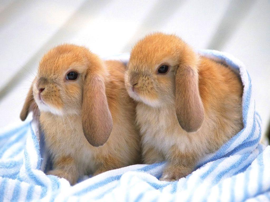 Animal Hug Wallpapers - Top Free Animal Hug Backgrounds - WallpaperAccess