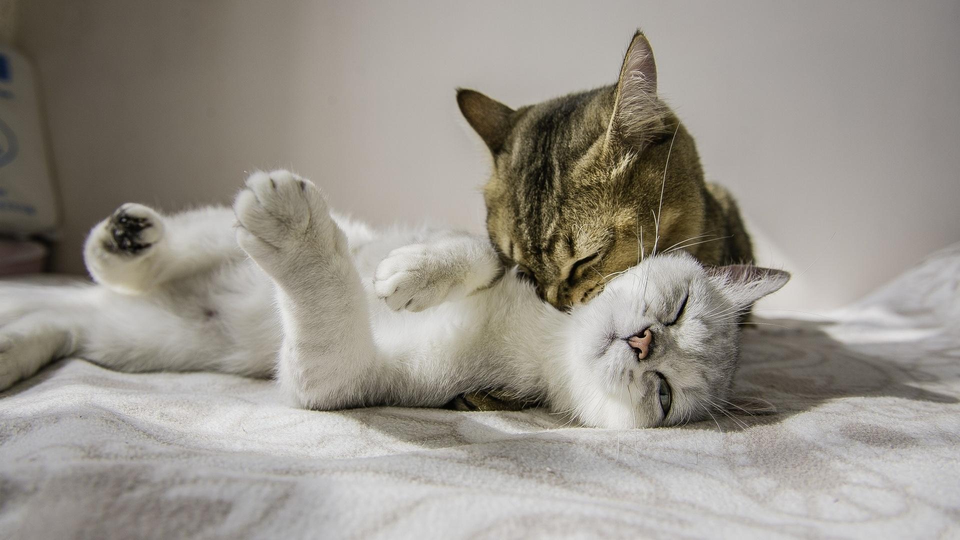 Animal Hug Wallpapers - Top Free Animal Hug Backgrounds - WallpaperAccess