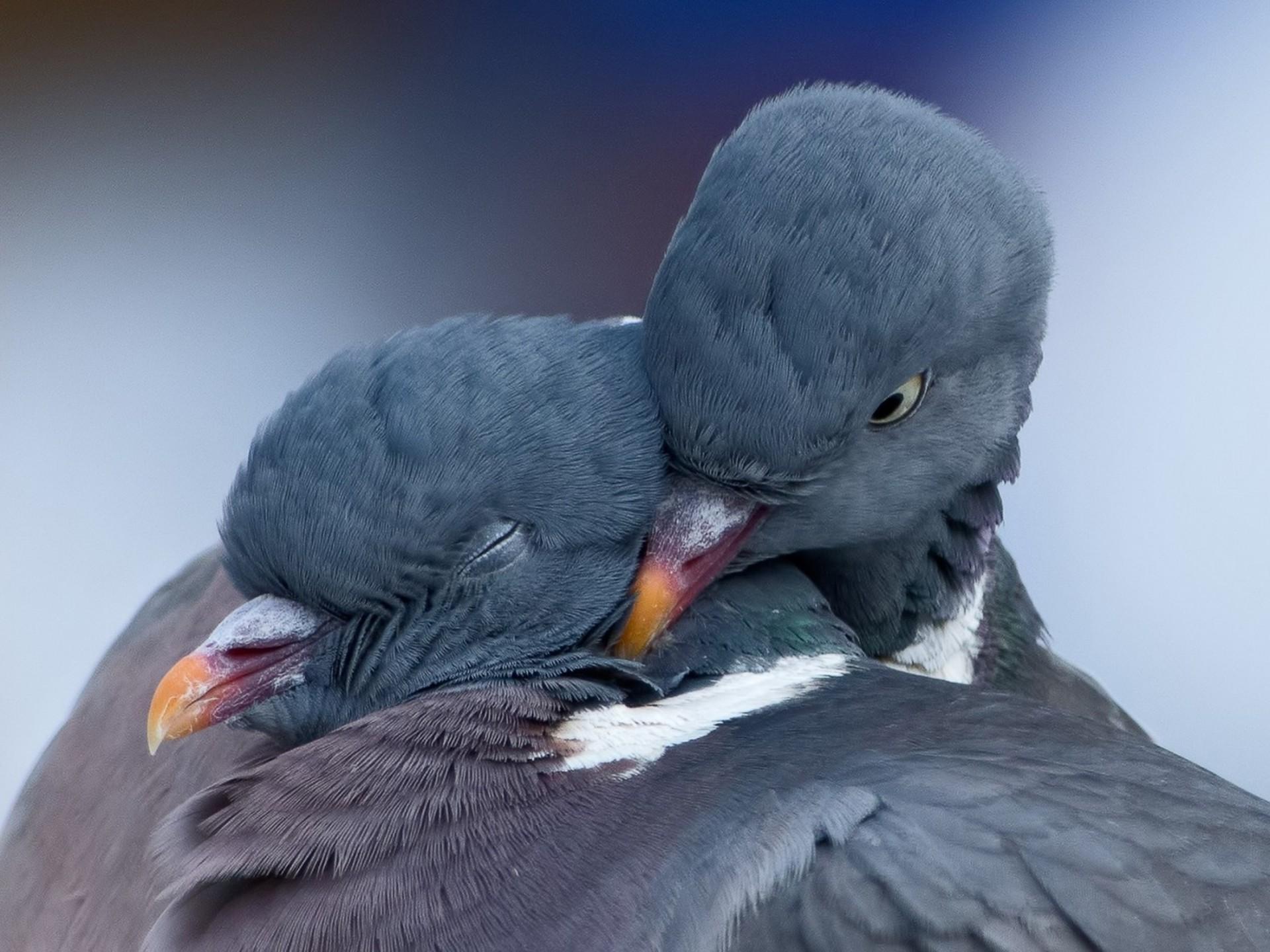 Animal Hug Wallpapers - Top Free Animal Hug Backgrounds - WallpaperAccess