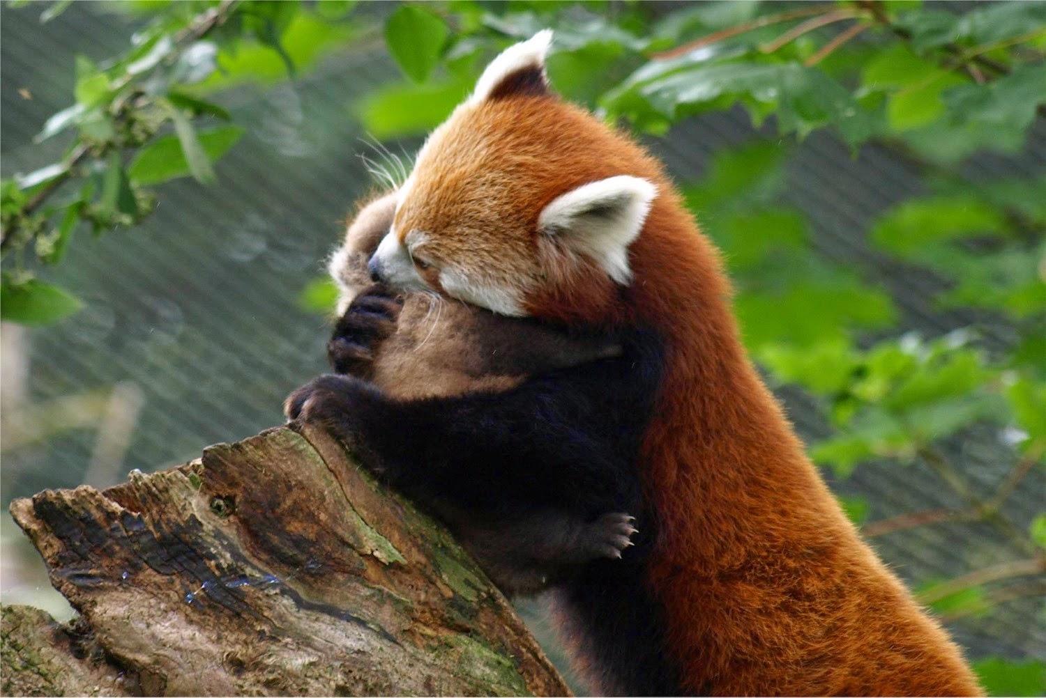 Animal Hug Wallpapers - Top Free Animal Hug Backgrounds - WallpaperAccess