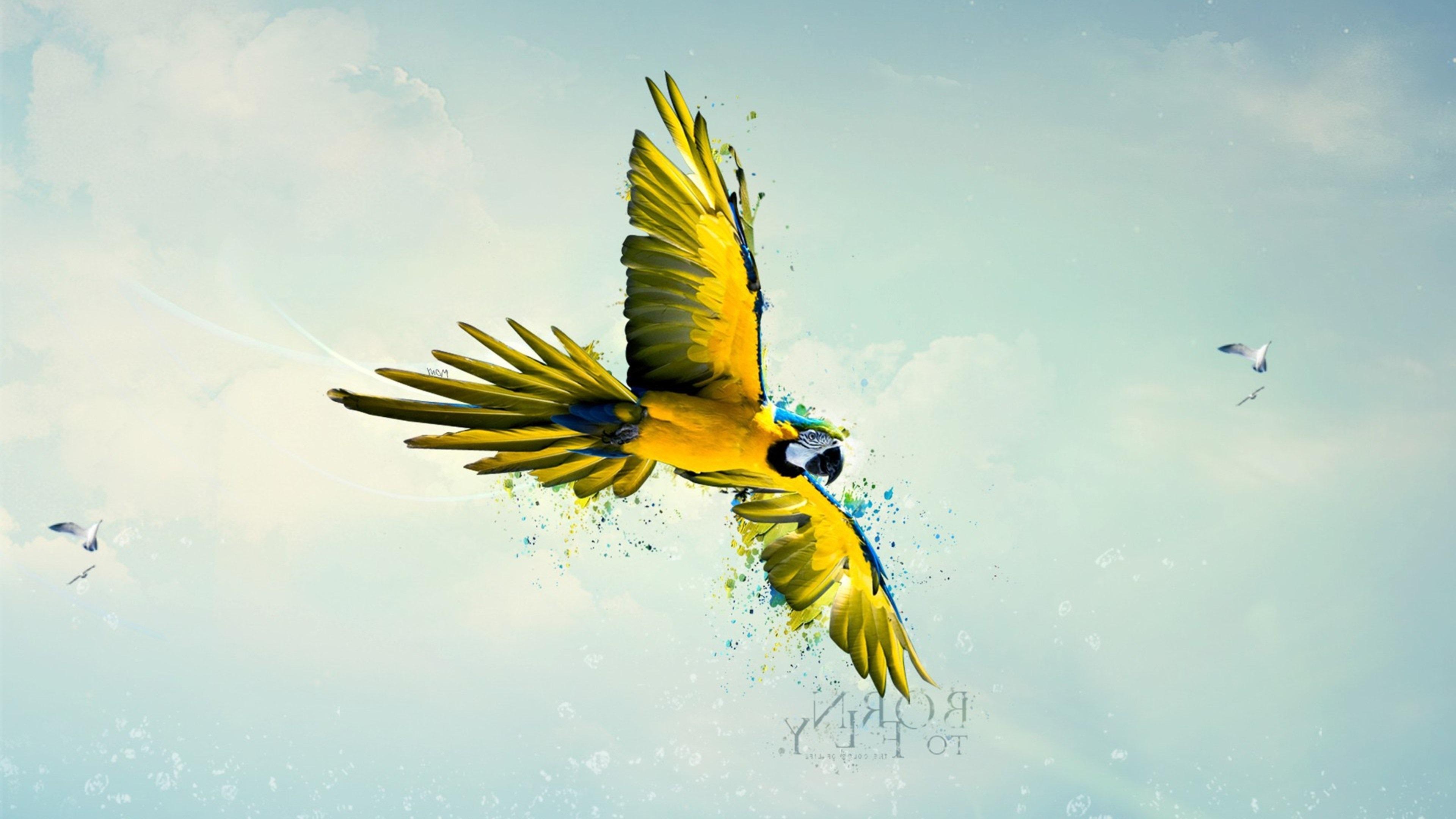 Parrot Linux Wallpapers - Top Free Parrot Linux Backgrounds ...