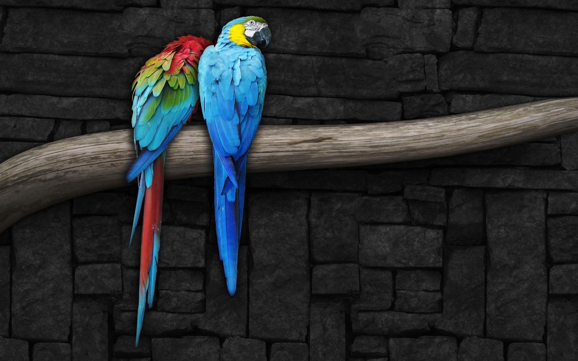 Parrot Linux Wallpapers - Top Free Parrot Linux Backgrounds ...