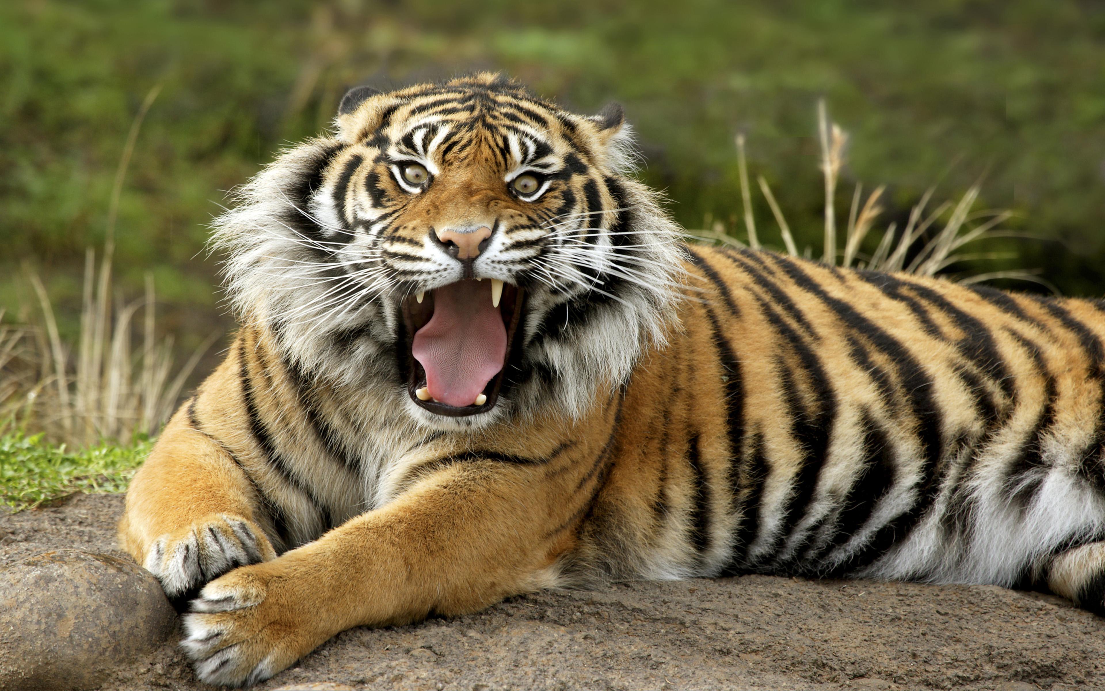 Aggressive Tiger Wallpapers - Top Free Aggressive Tiger Backgrounds ...