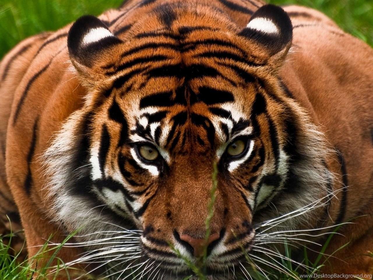 Aggressive Tiger Wallpapers - Top Free Aggressive Tiger Backgrounds ...