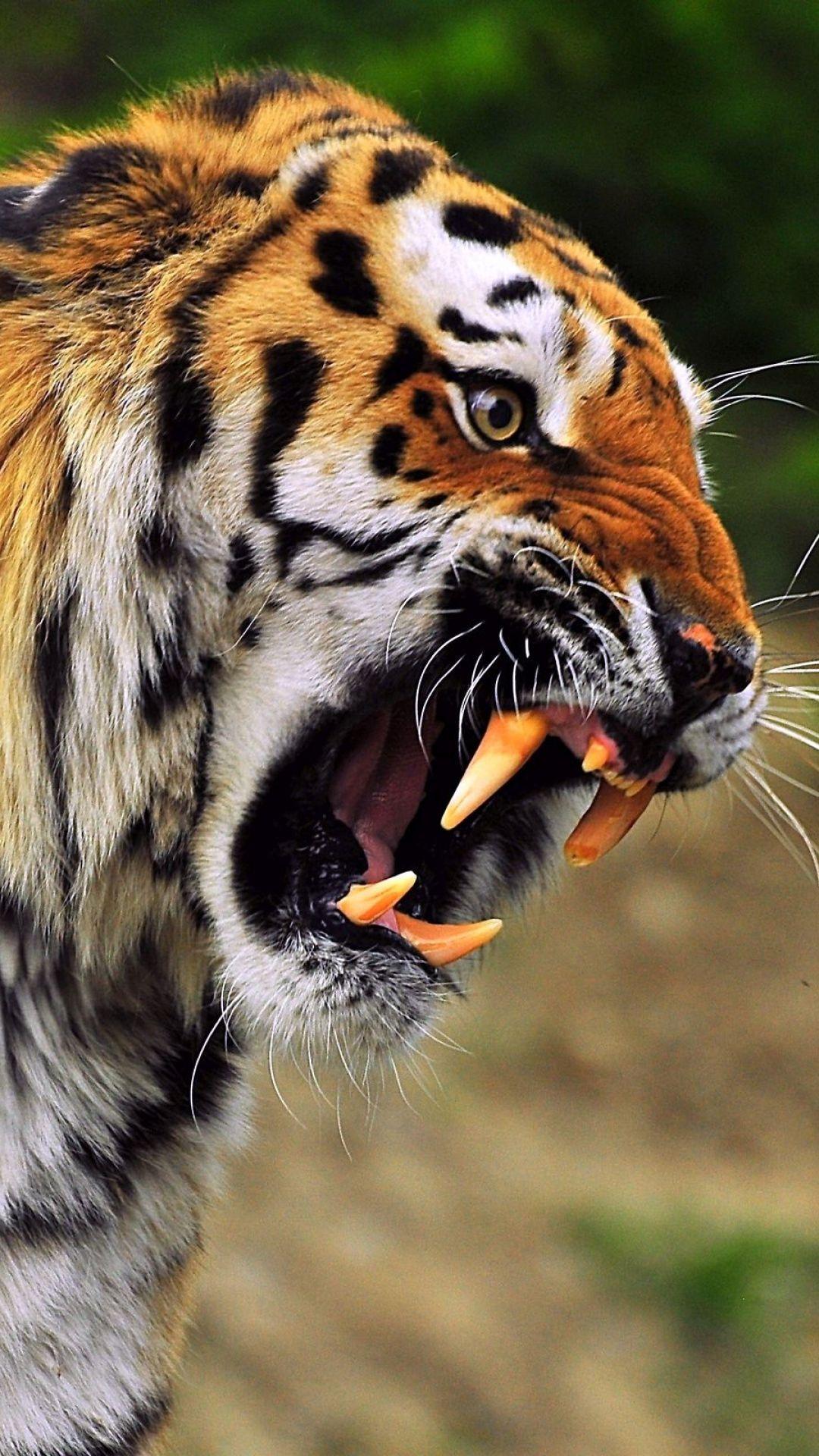 Aggressive Tiger Wallpapers - Top Free Aggressive Tiger Backgrounds ...