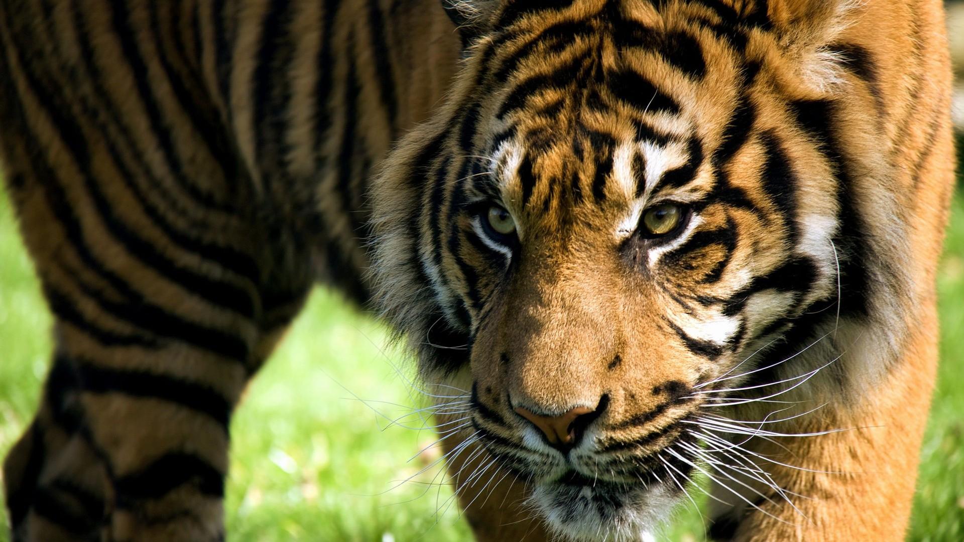 Aggressive Tiger Wallpapers - Top Free Aggressive Tiger Backgrounds ...