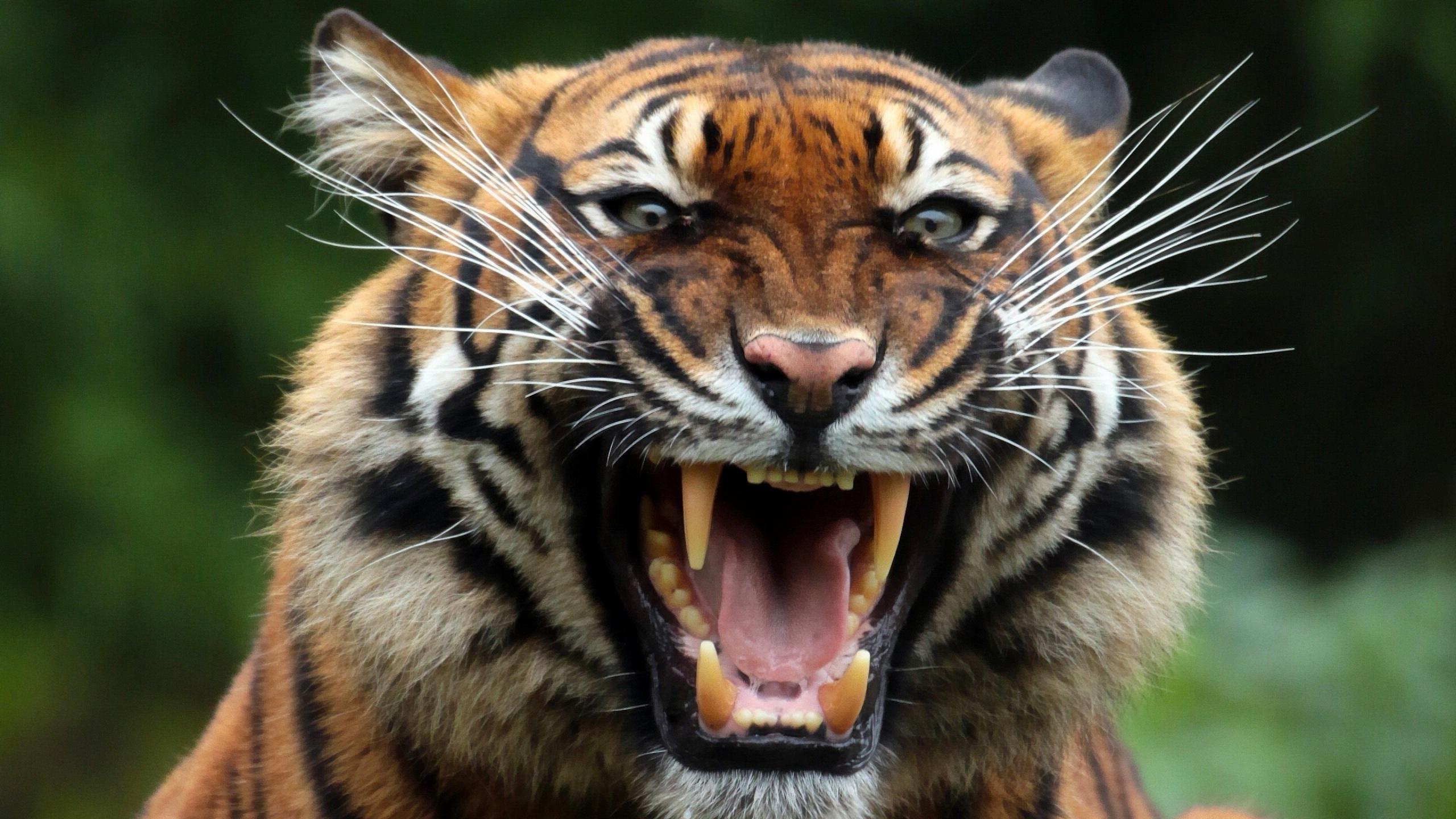 Aggressive Tiger Wallpapers - Top Free Aggressive Tiger Backgrounds ...