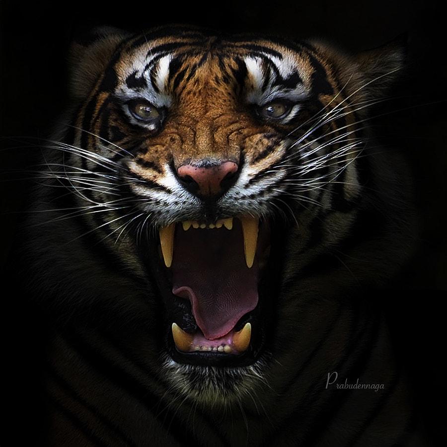 Aggressive Tiger Wallpapers - Top Free Aggressive Tiger Backgrounds ...