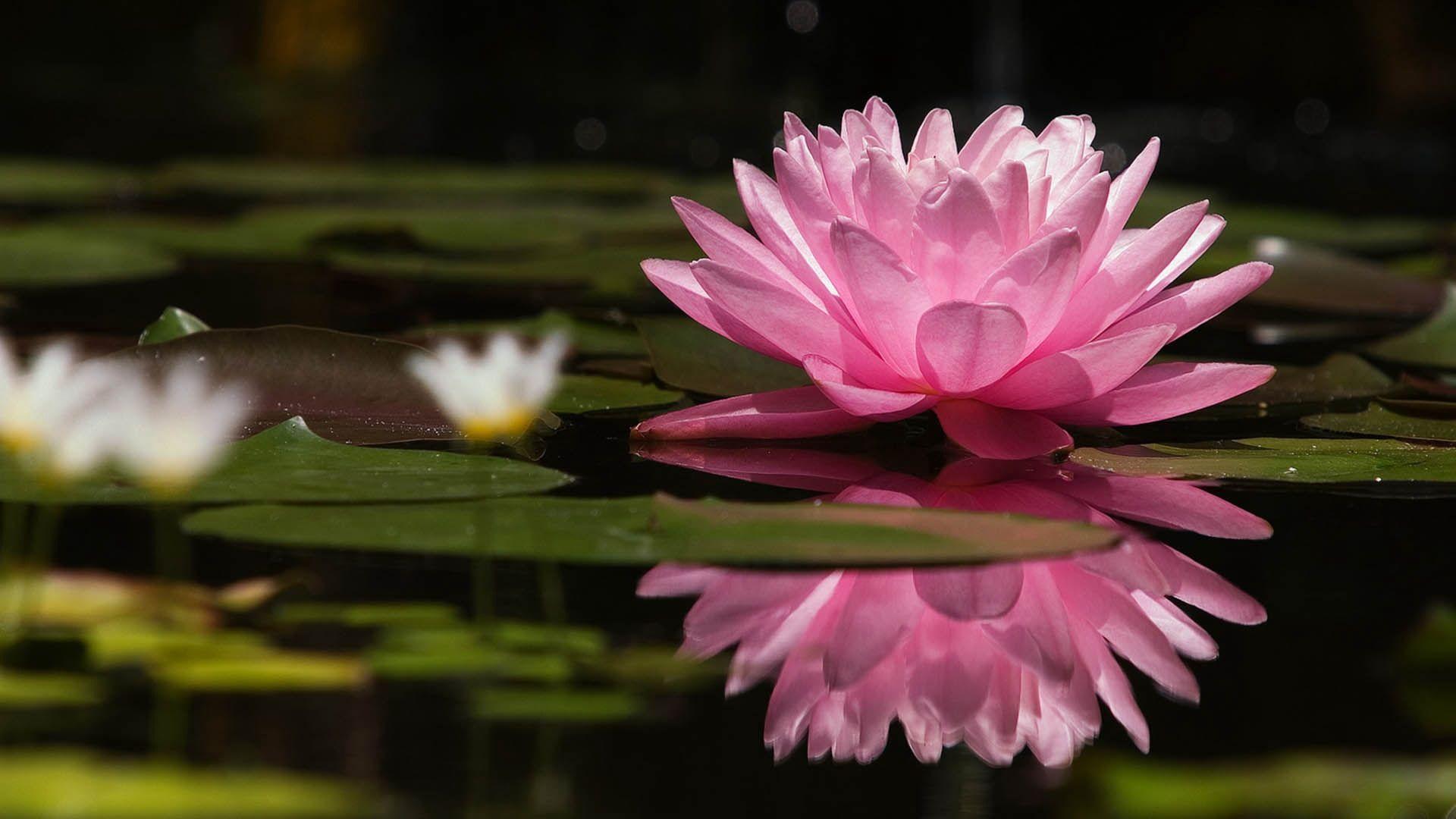 Water Lotus Wallpapers - Top Free Water Lotus Backgrounds - WallpaperAccess