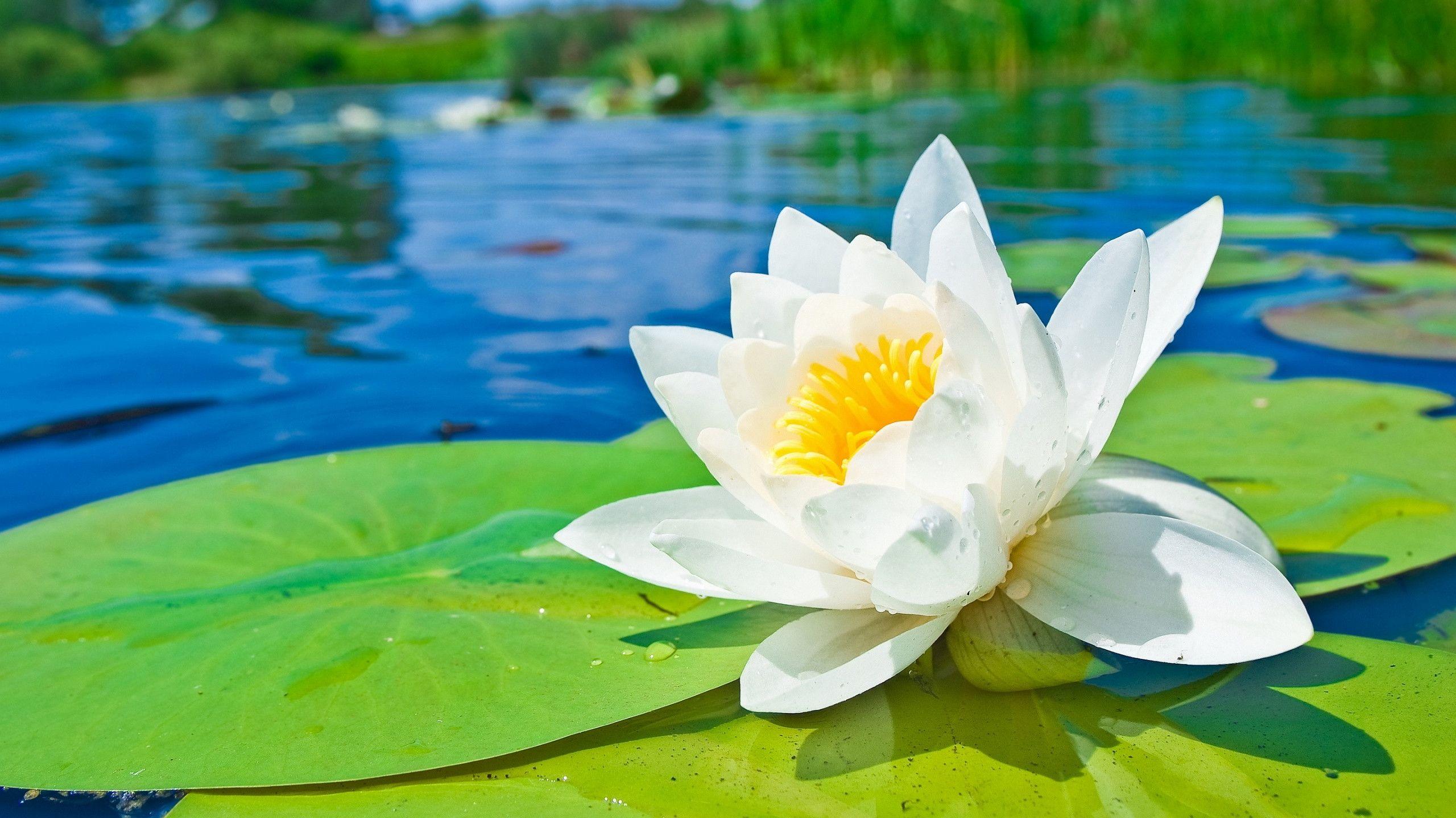 Blue Lily Wallpapers - Top Free Blue Lily Backgrounds - WallpaperAccess