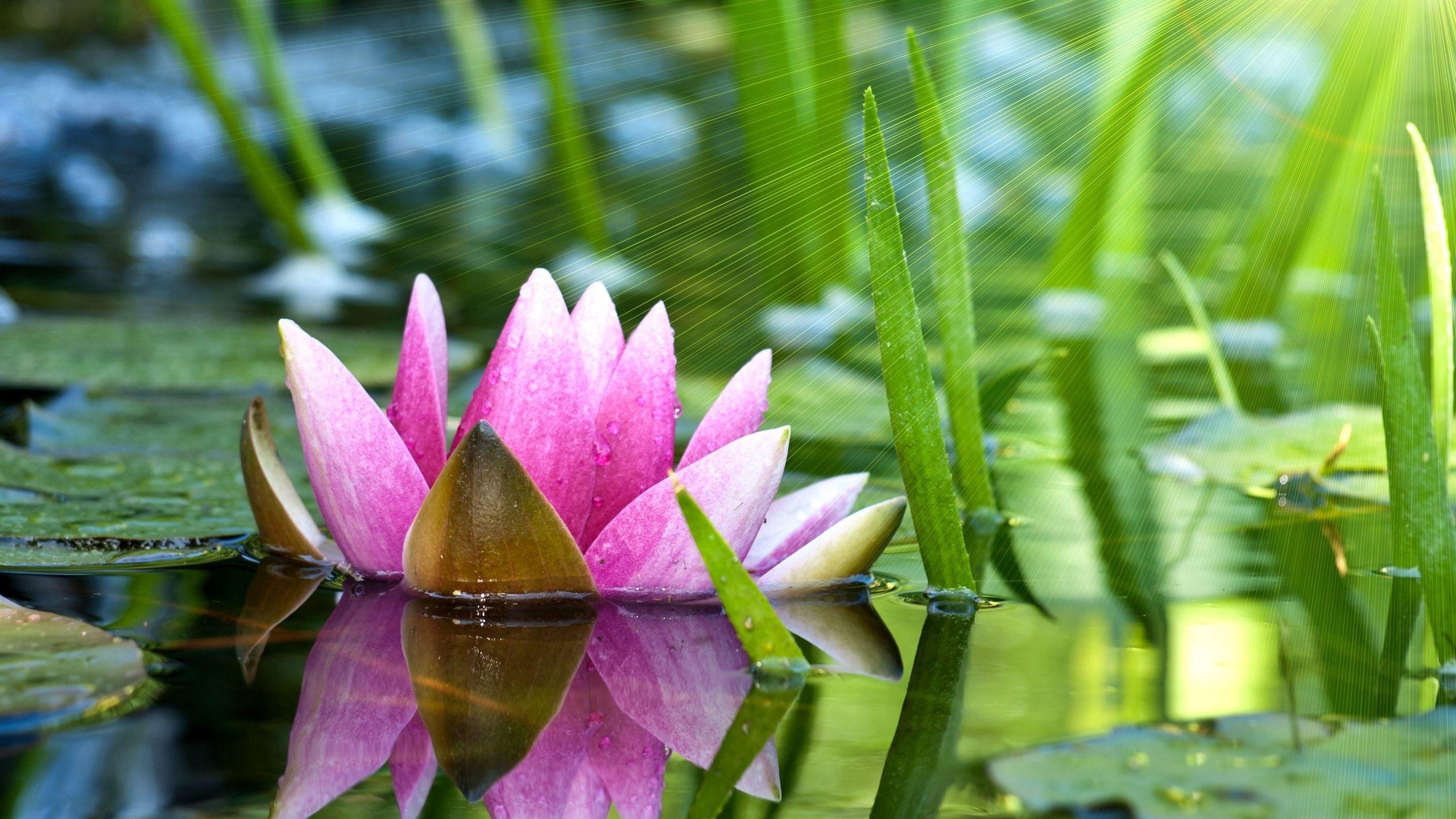 Water Lotus Wallpapers - Top Free Water Lotus Backgrounds - WallpaperAccess