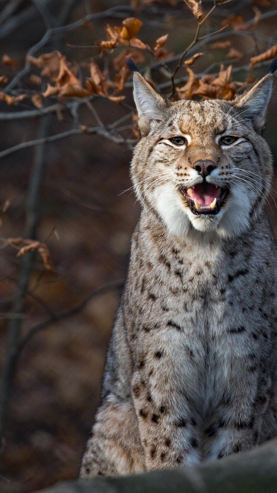 Lynx iPhone Wallpapers - Top Free Lynx iPhone Backgrounds - WallpaperAccess