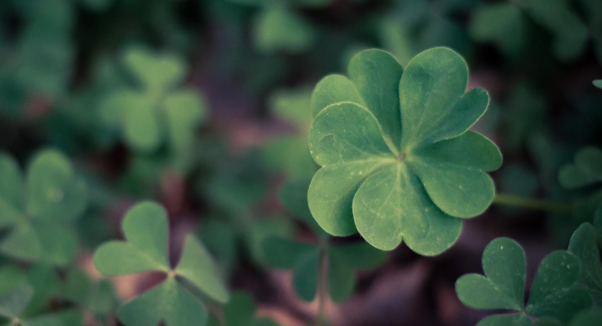 Lucky Clover Wallpapers - Top Free Lucky Clover Backgrounds ...