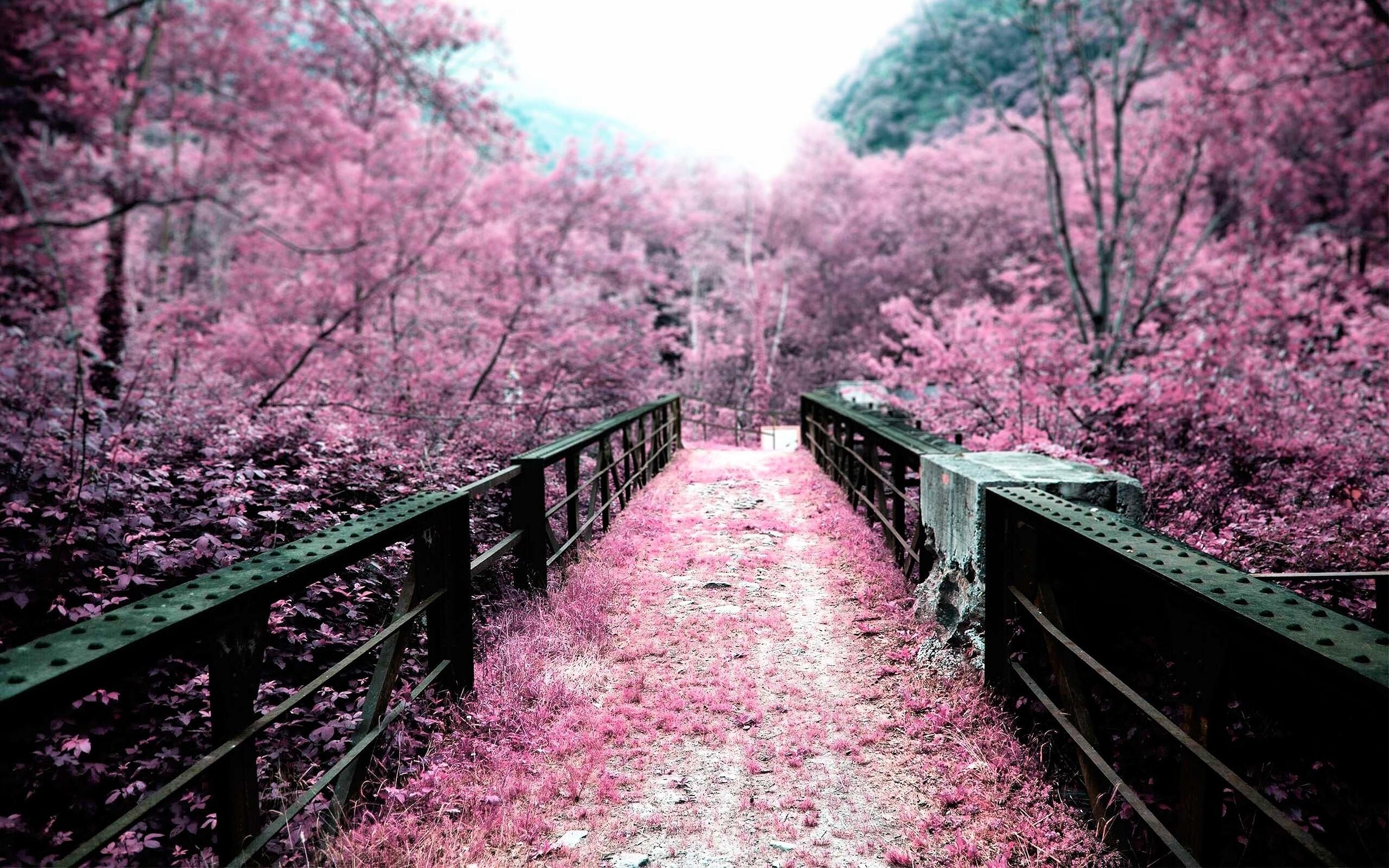 Cherry Blossom Landscape Wallpapers - Top Free Cherry Blossom Landscape ...