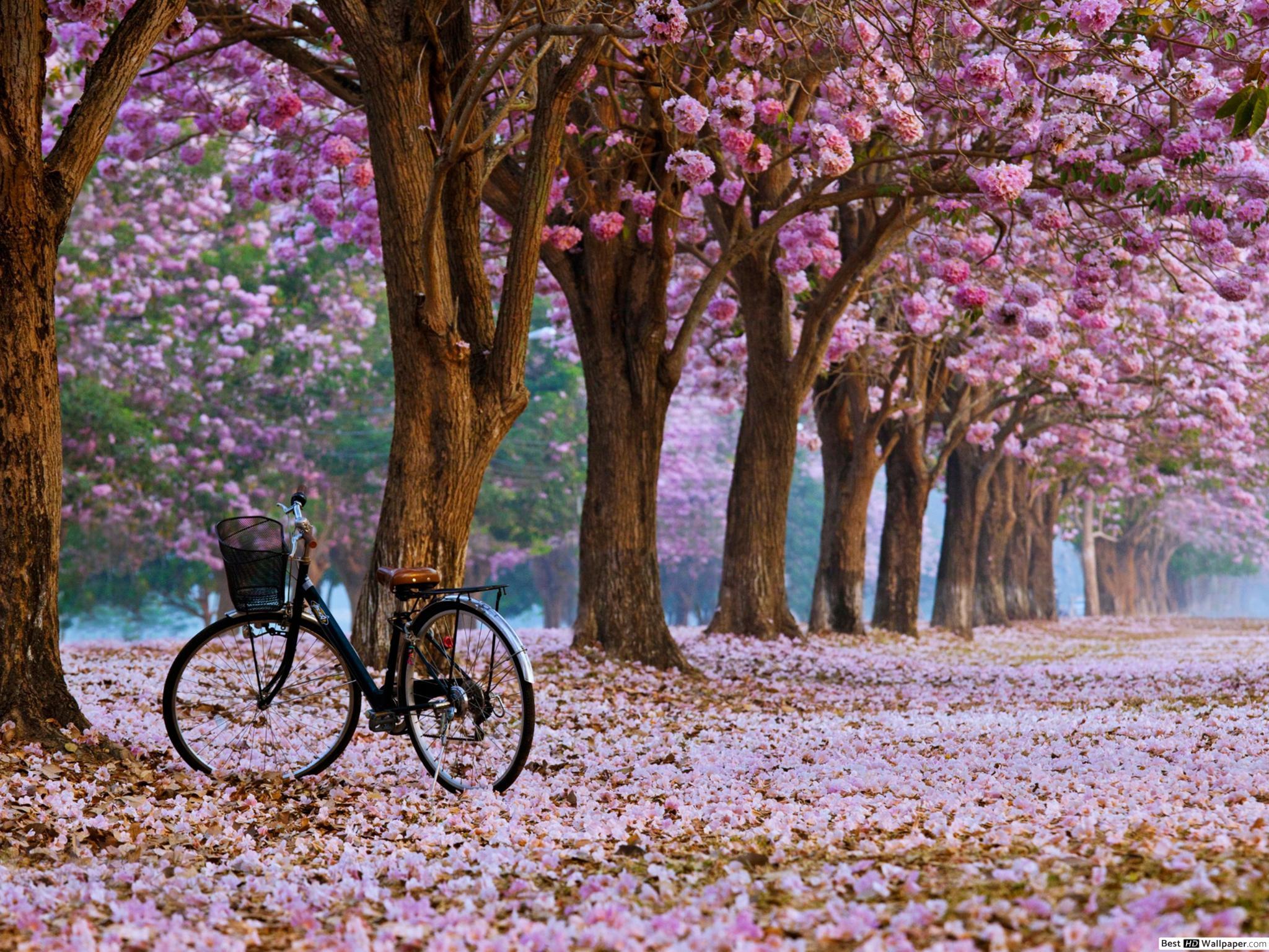 Cherry Blossom Landscape Wallpapers - Top Free Cherry Blossom Landscape ...