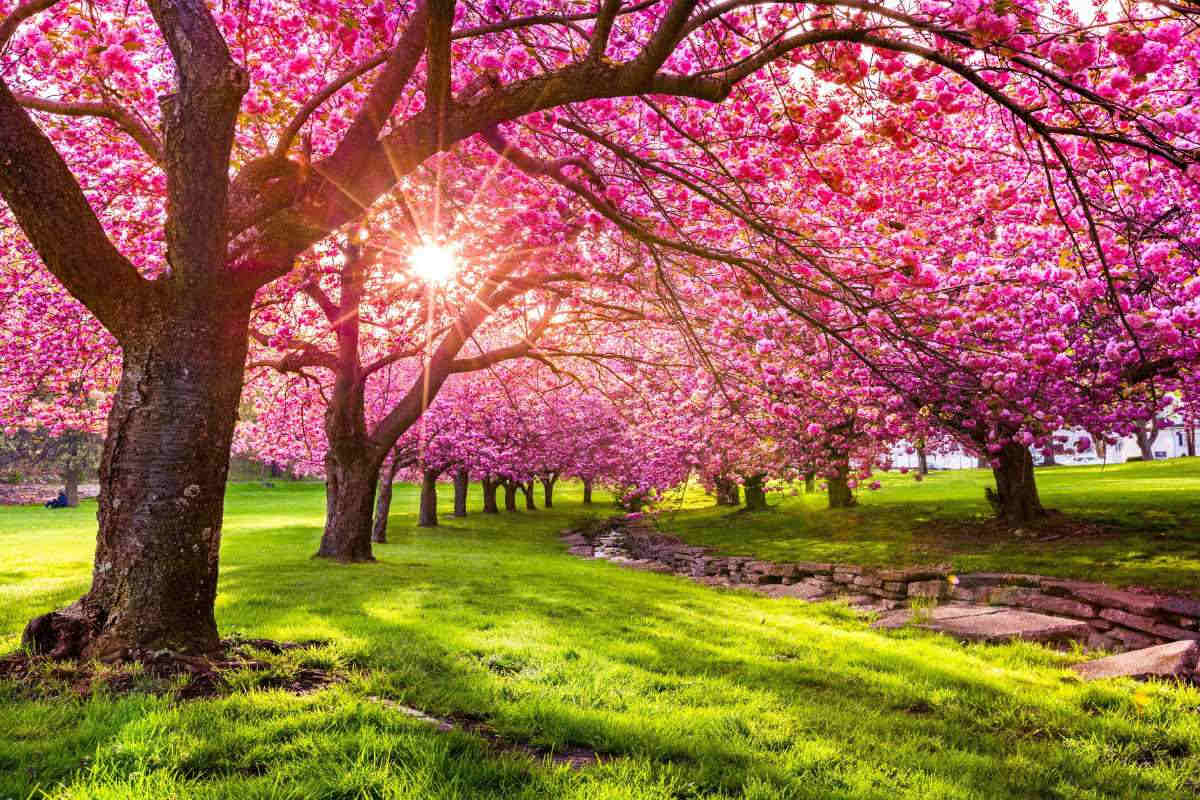 Cherry Blossom Landscape Wallpapers - Top Free Cherry Blossom Landscape ...