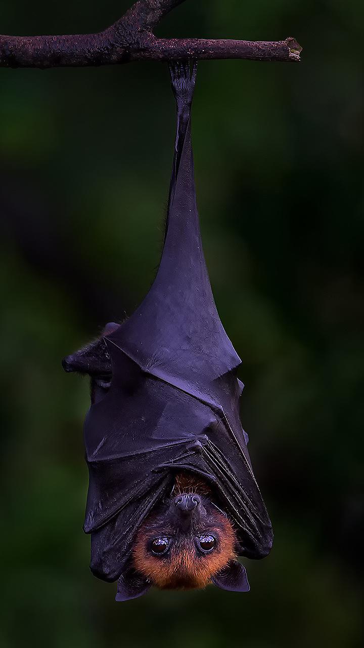 Animal Bat Wallpapers - Top Free Animal Bat Backgrounds - WallpaperAccess