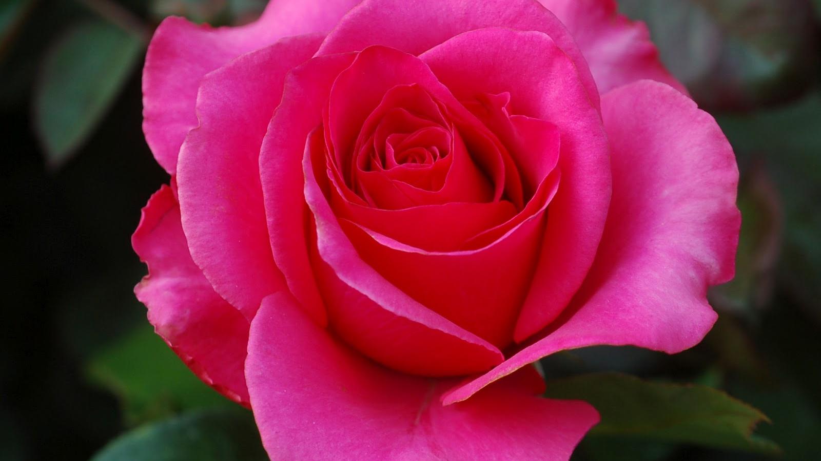 Awesome Rose Wallpapers - Top Free Awesome Rose Backgrounds ...