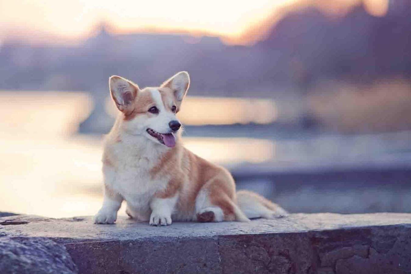 Corgi Dog Wallpapers - Top Free Corgi Dog Backgrounds - WallpaperAccess