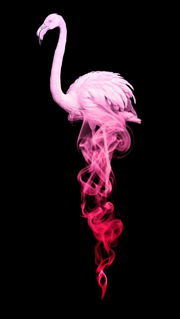Neon Pink Flamingo Wallpapers - Top Free Neon Pink Flamingo Backgrounds ...