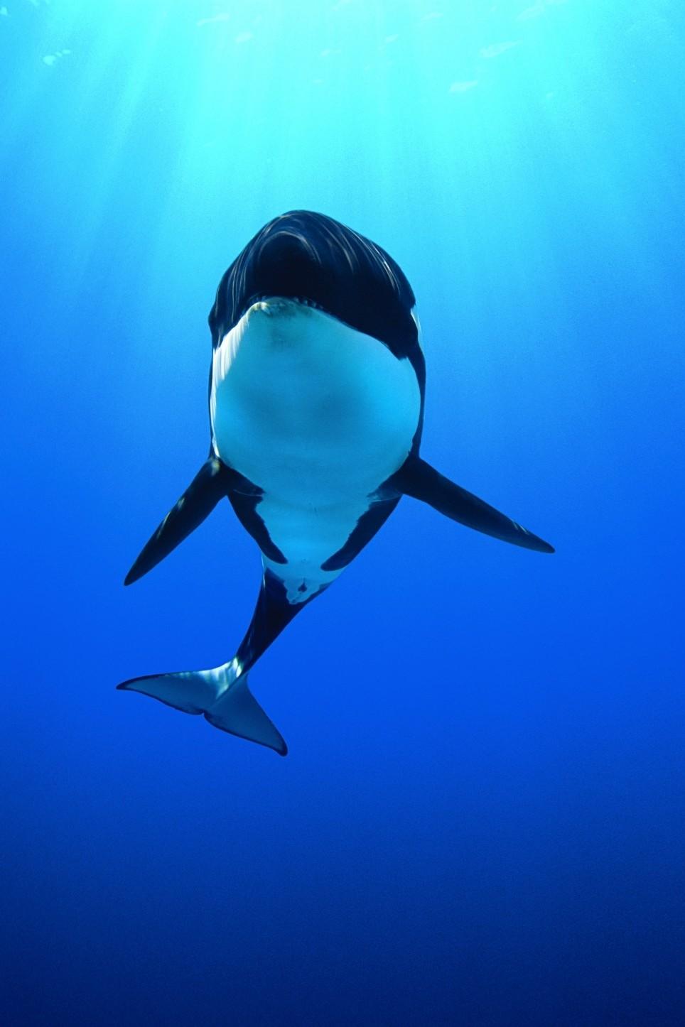 Orca Phone Wallpapers - Top Free Orca Phone Backgrounds - WallpaperAccess