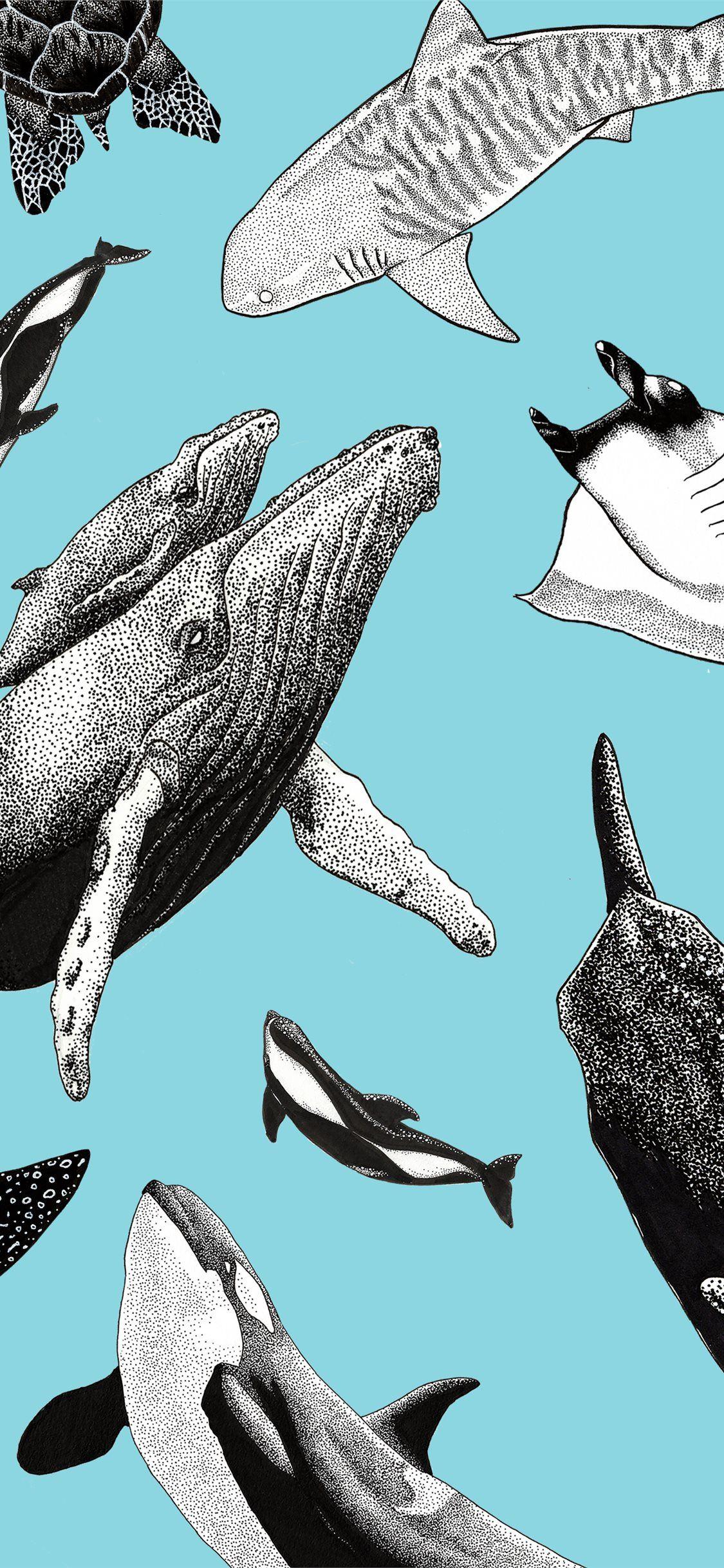 Orca Phone Wallpapers - Top Free Orca Phone Backgrounds - WallpaperAccess