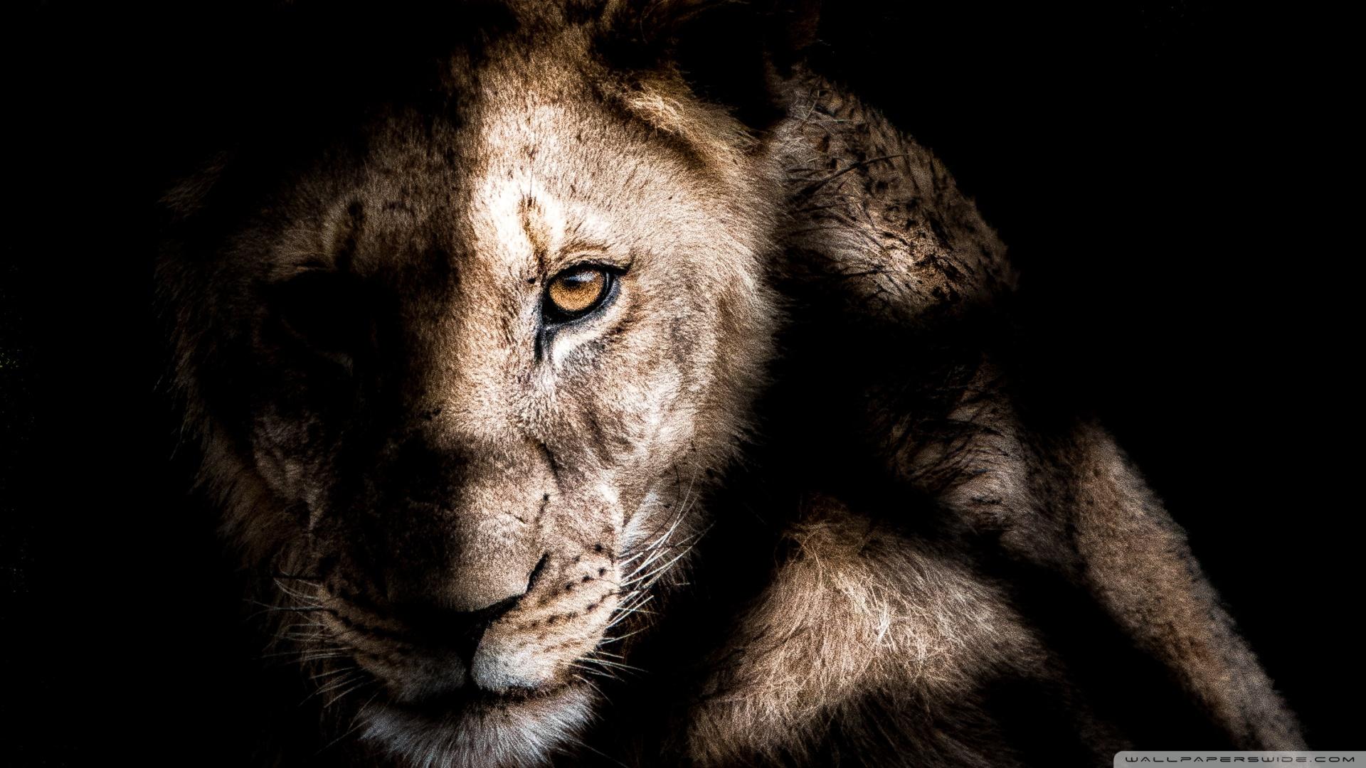 African Wildlife Wallpapers - Top Free African Wildlife Backgrounds ...