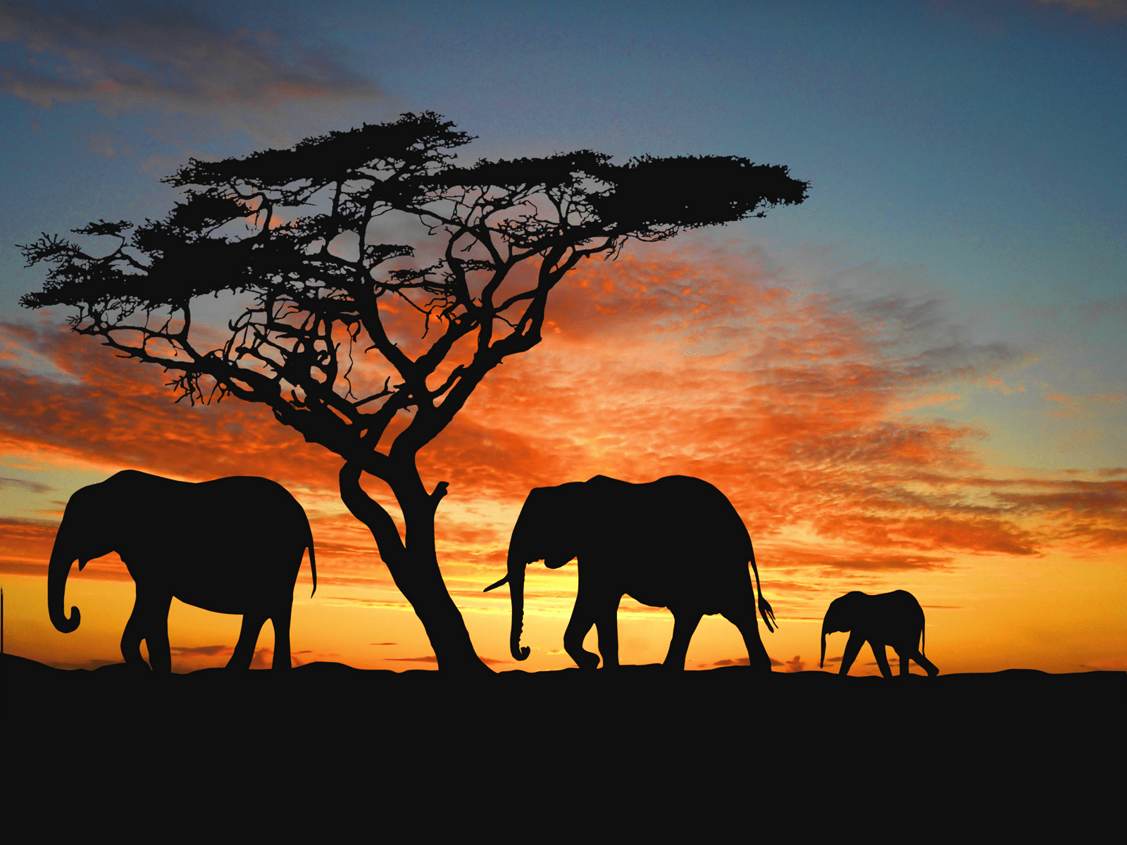 African Wildlife Wallpapers - Top Free African Wildlife Backgrounds ...