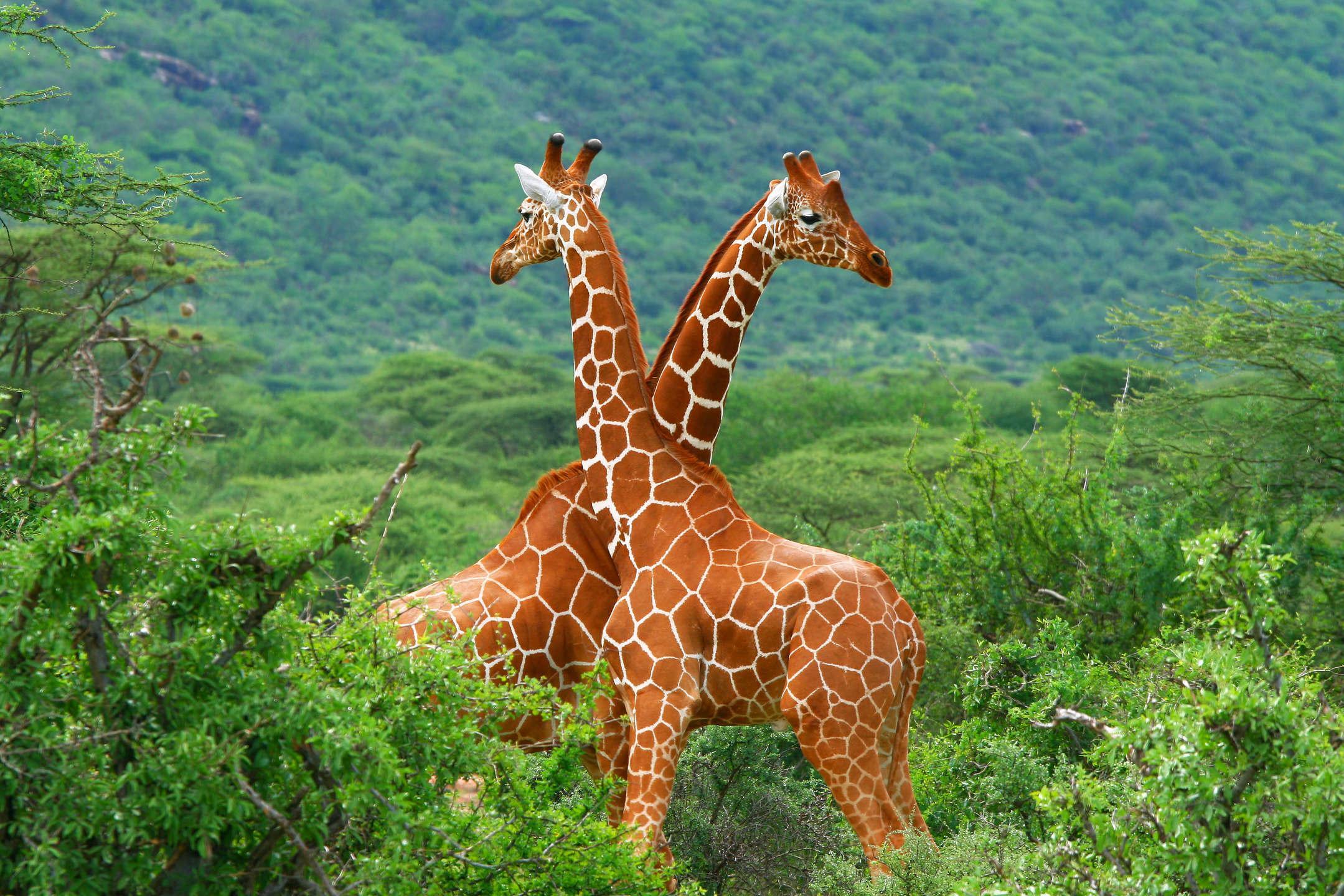 African Wildlife Wallpapers - Top Free African Wildlife Backgrounds ...