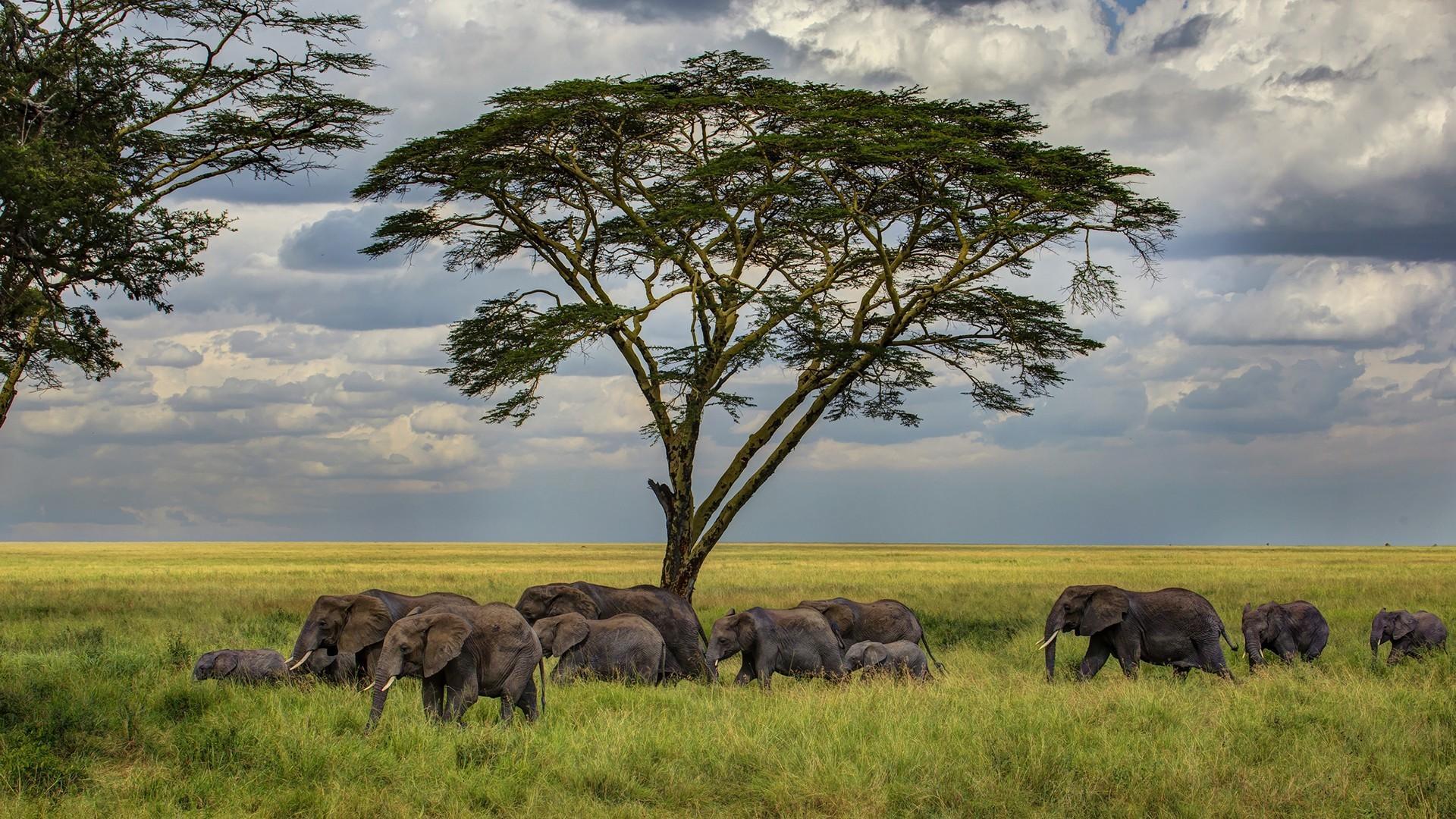 African Wildlife Wallpapers - Top Free African Wildlife Backgrounds ...