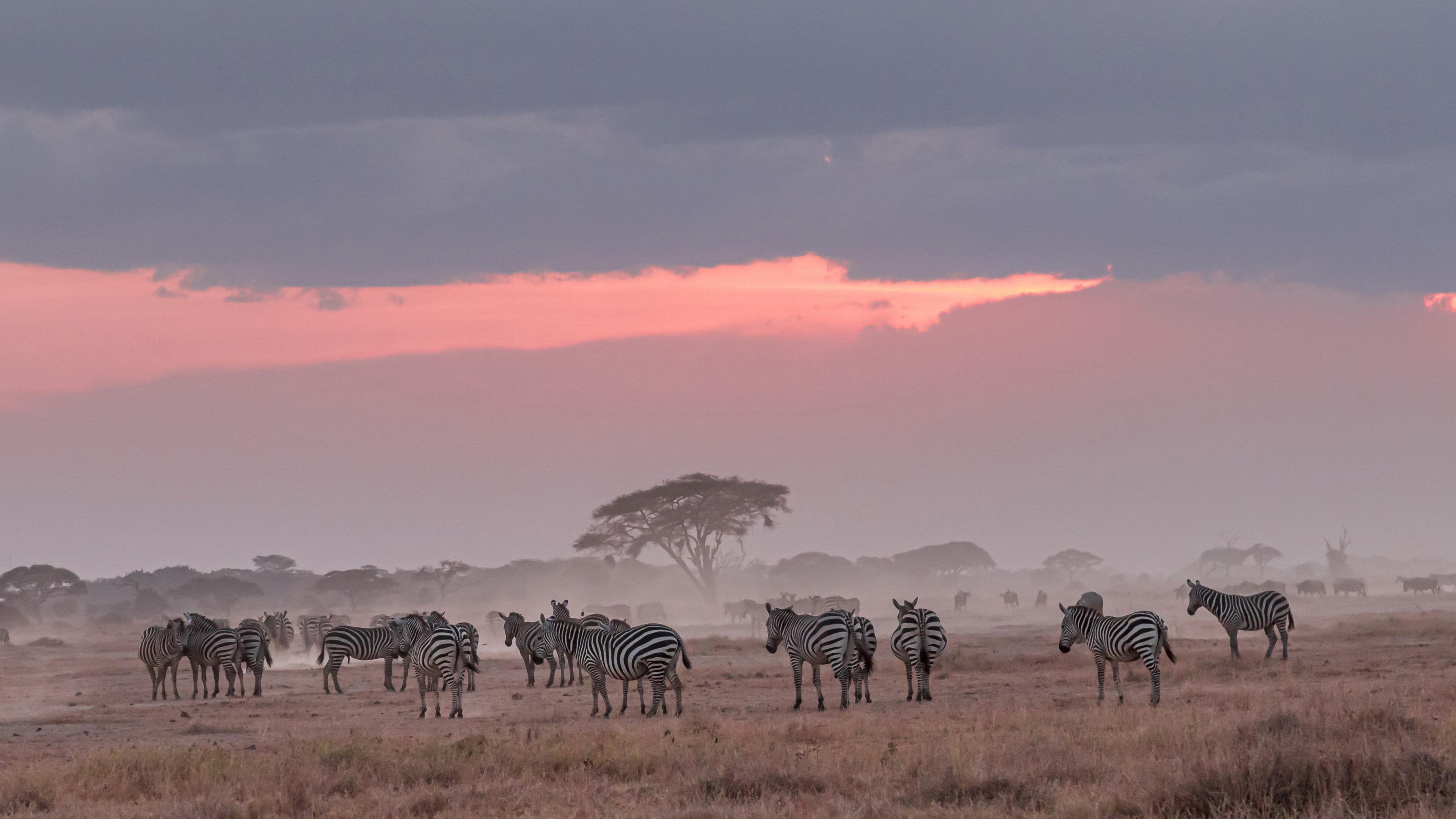 African Wildlife Wallpapers - Top Free African Wildlife Backgrounds ...
