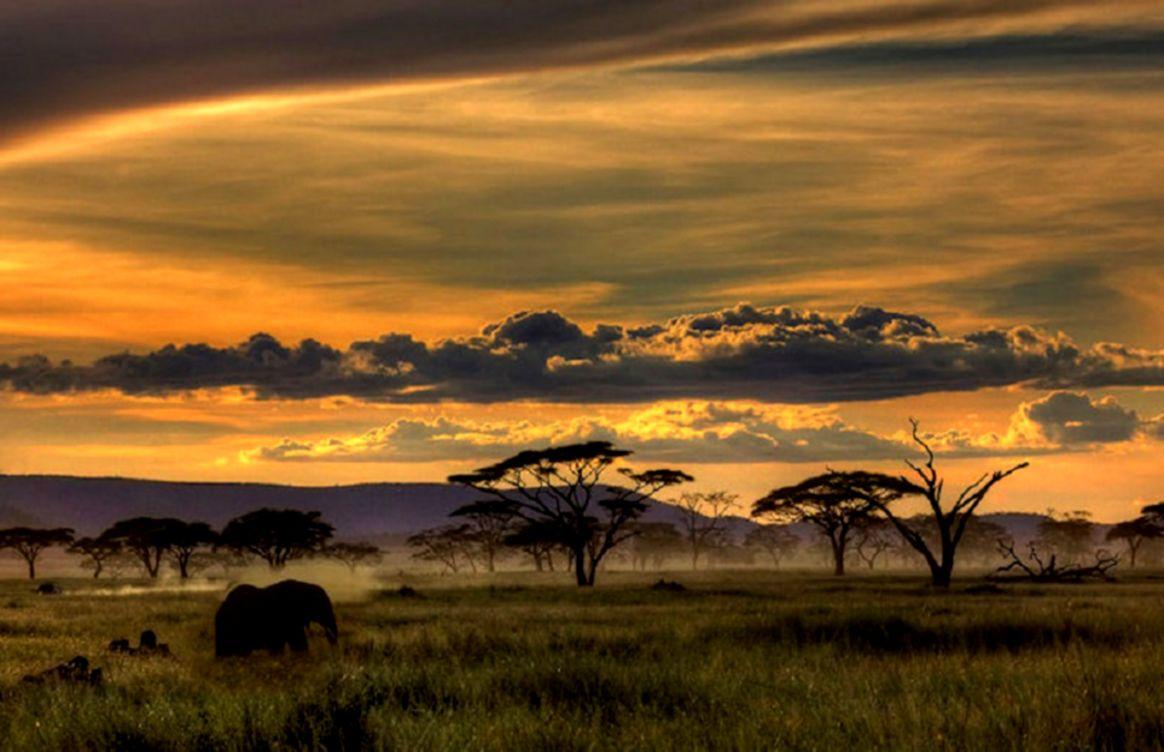 African Wildlife Wallpapers - Top Free African Wildlife Backgrounds ...
