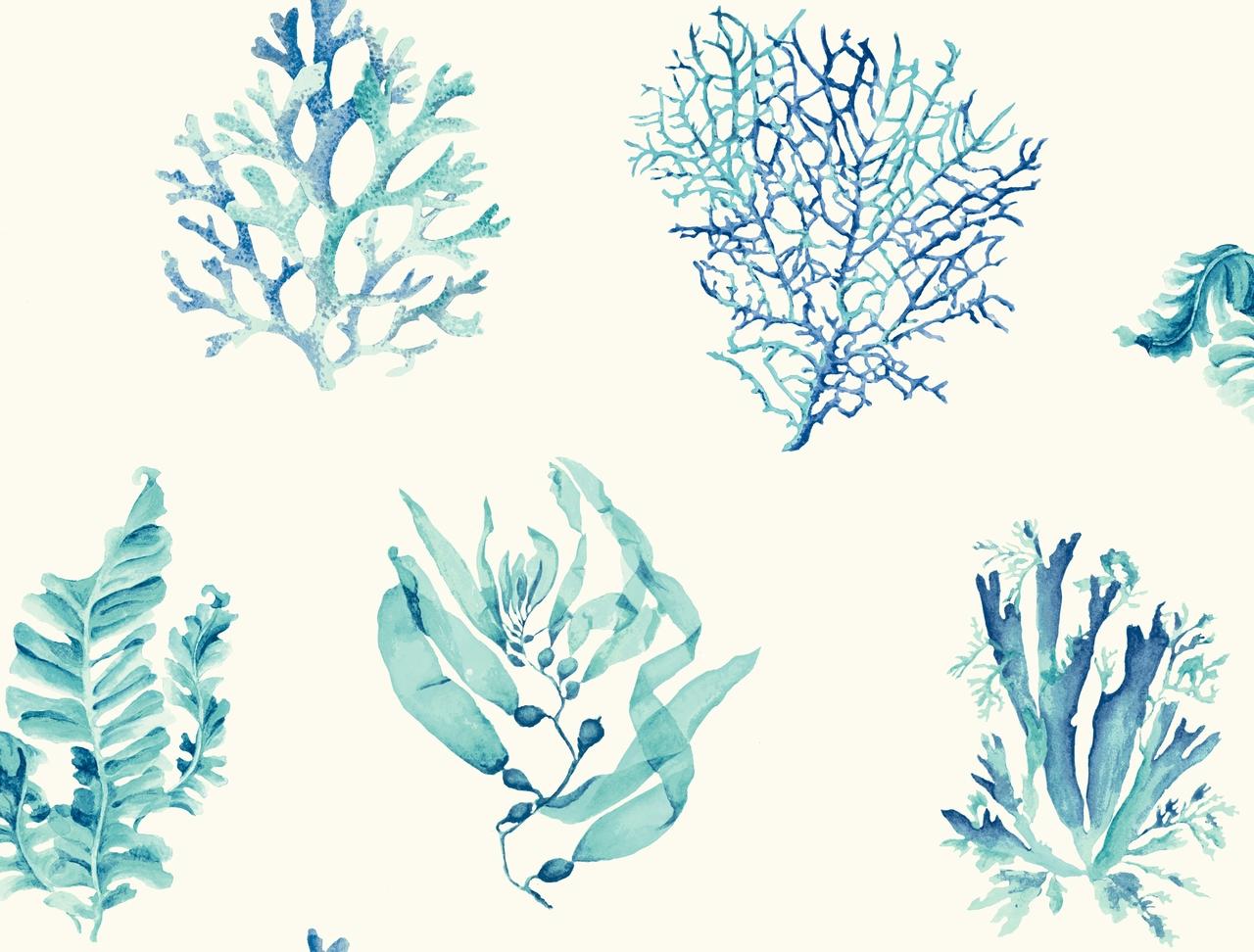 Seaweed Wallpapers - Top Free Seaweed Backgrounds - WallpaperAccess