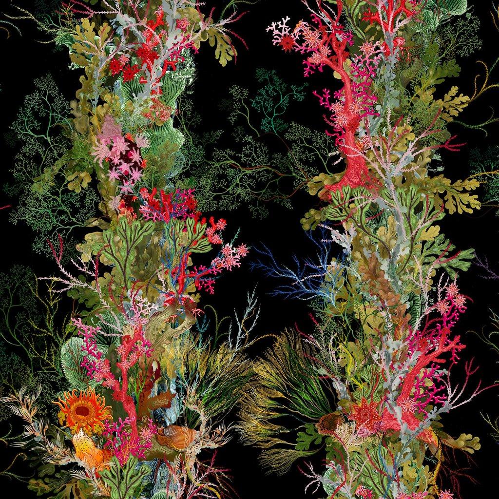 Seaweed Wallpapers - Top Free Seaweed Backgrounds - WallpaperAccess