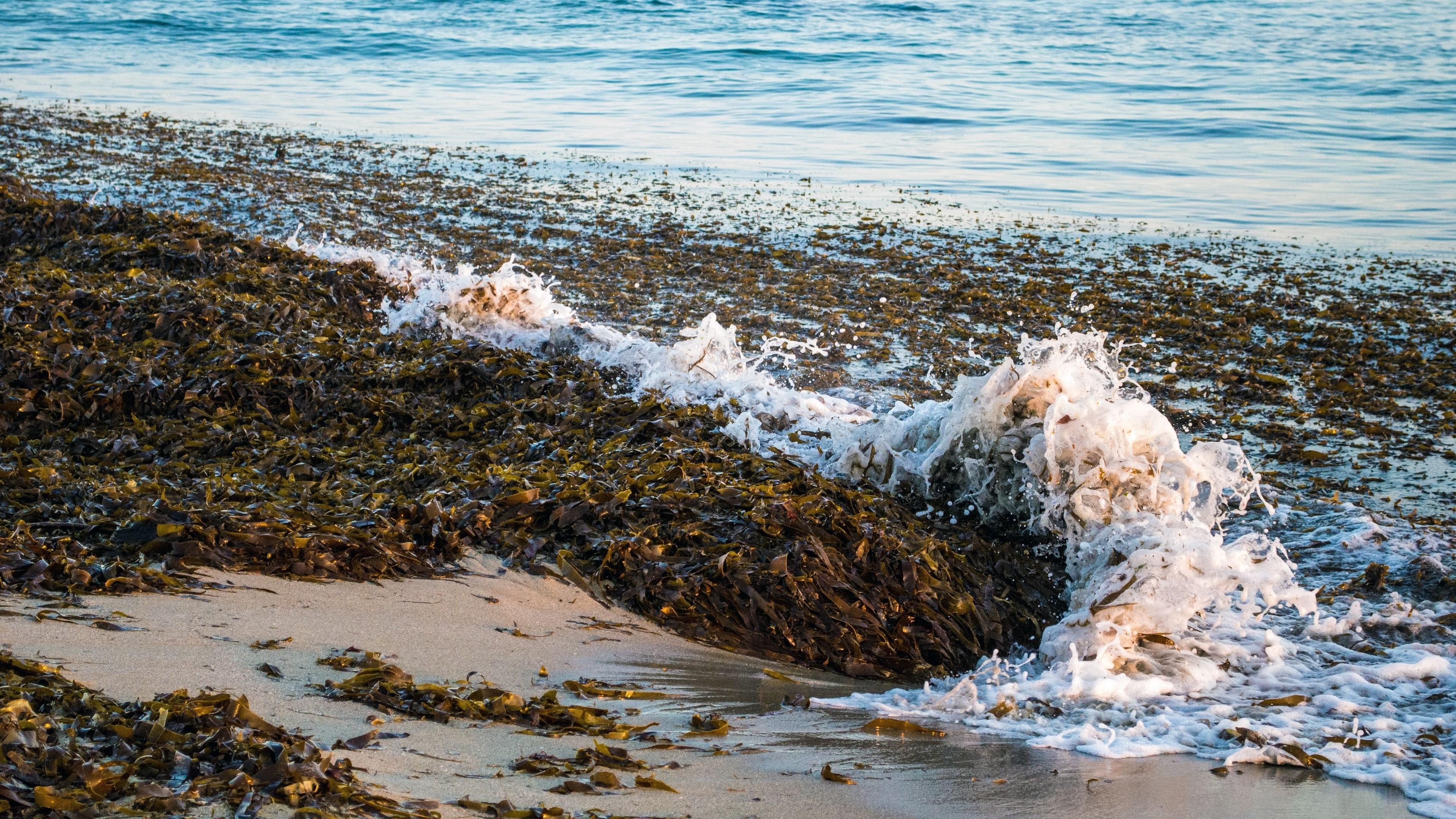 Seaweed Wallpapers - Top Free Seaweed Backgrounds - WallpaperAccess