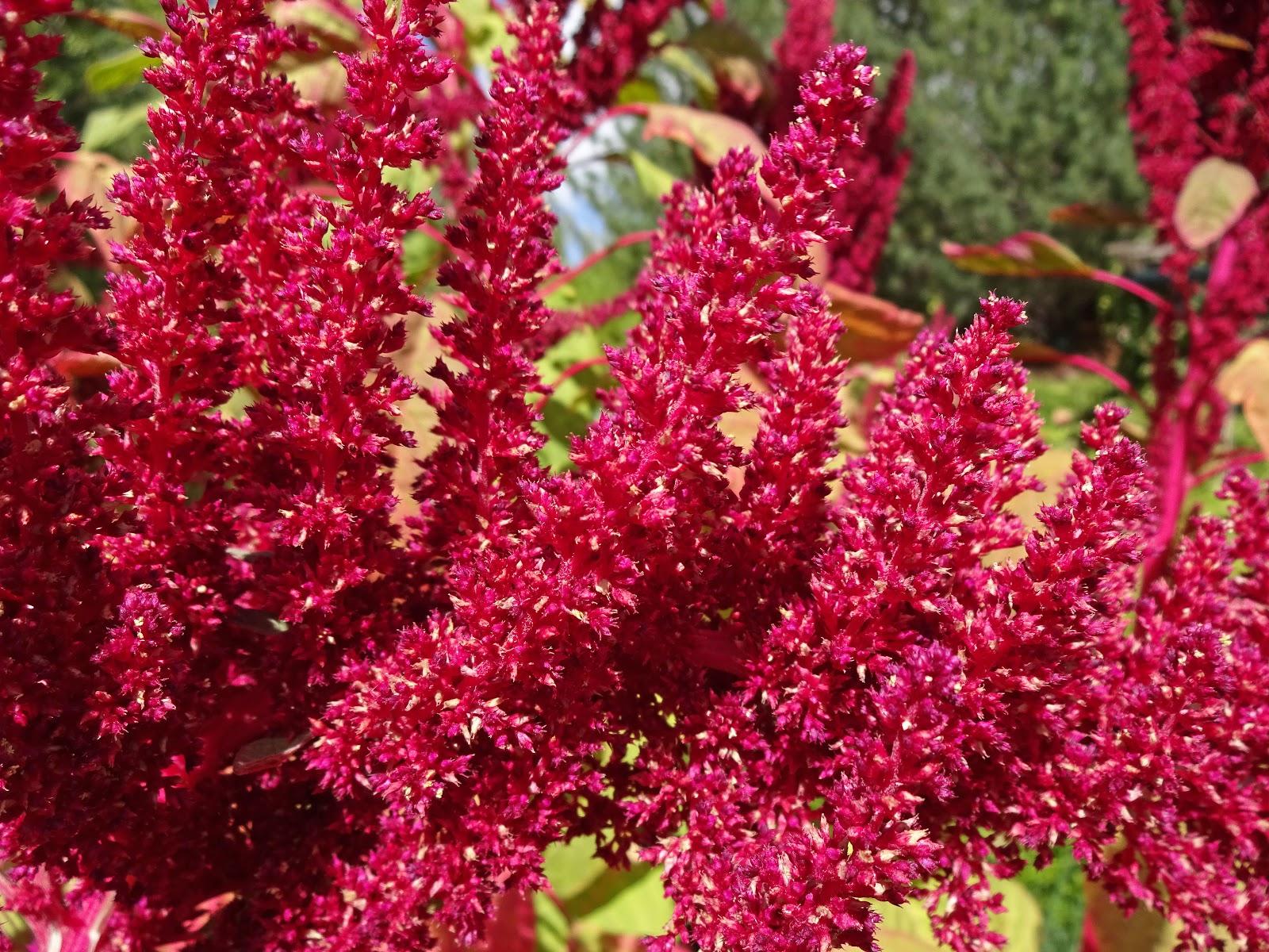 Amaranth Wallpapers - Top Free Amaranth Backgrounds - WallpaperAccess