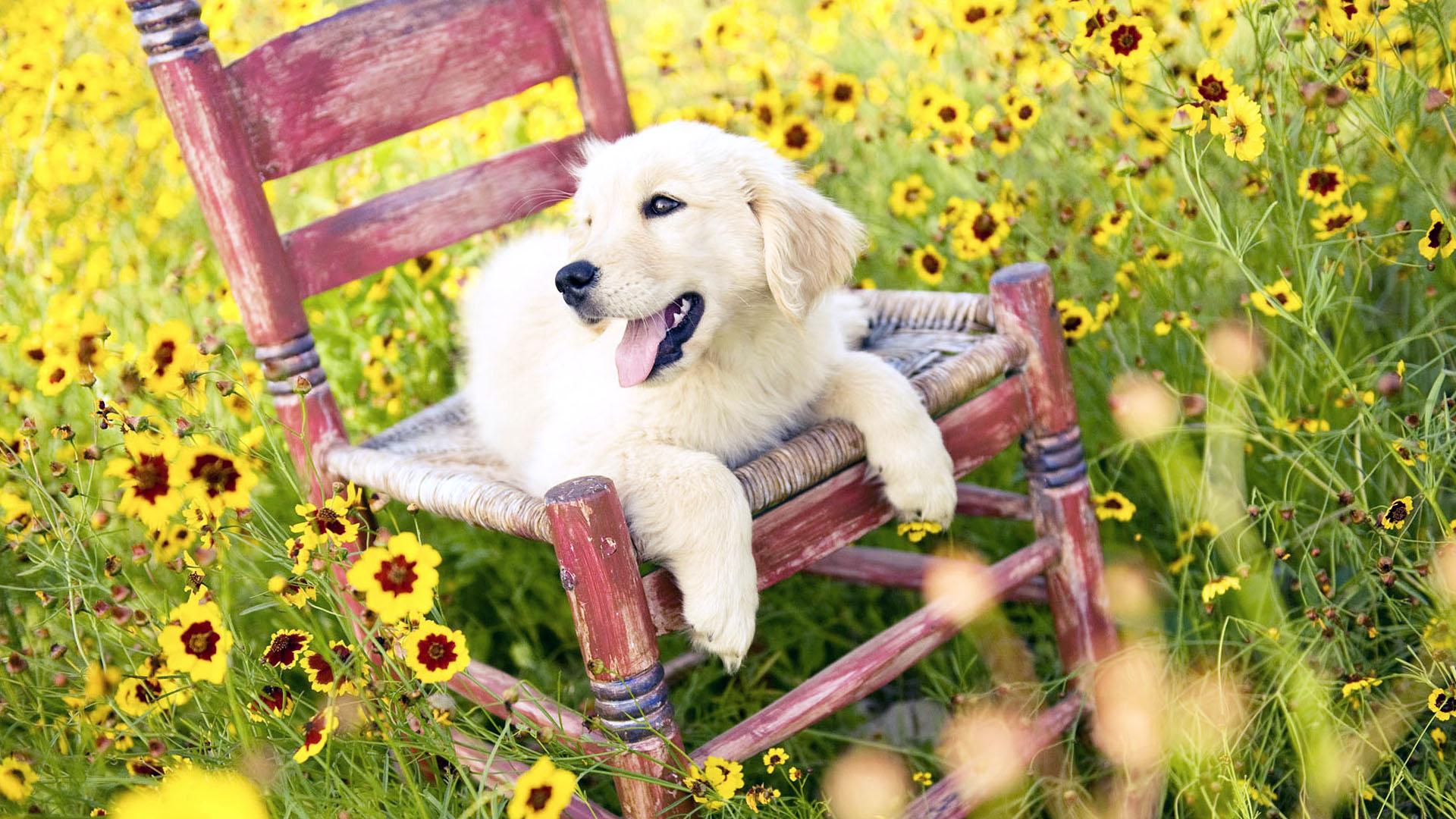 Dog Playing Wallpapers - Top Free Dog Playing Backgrounds - WallpaperAccess