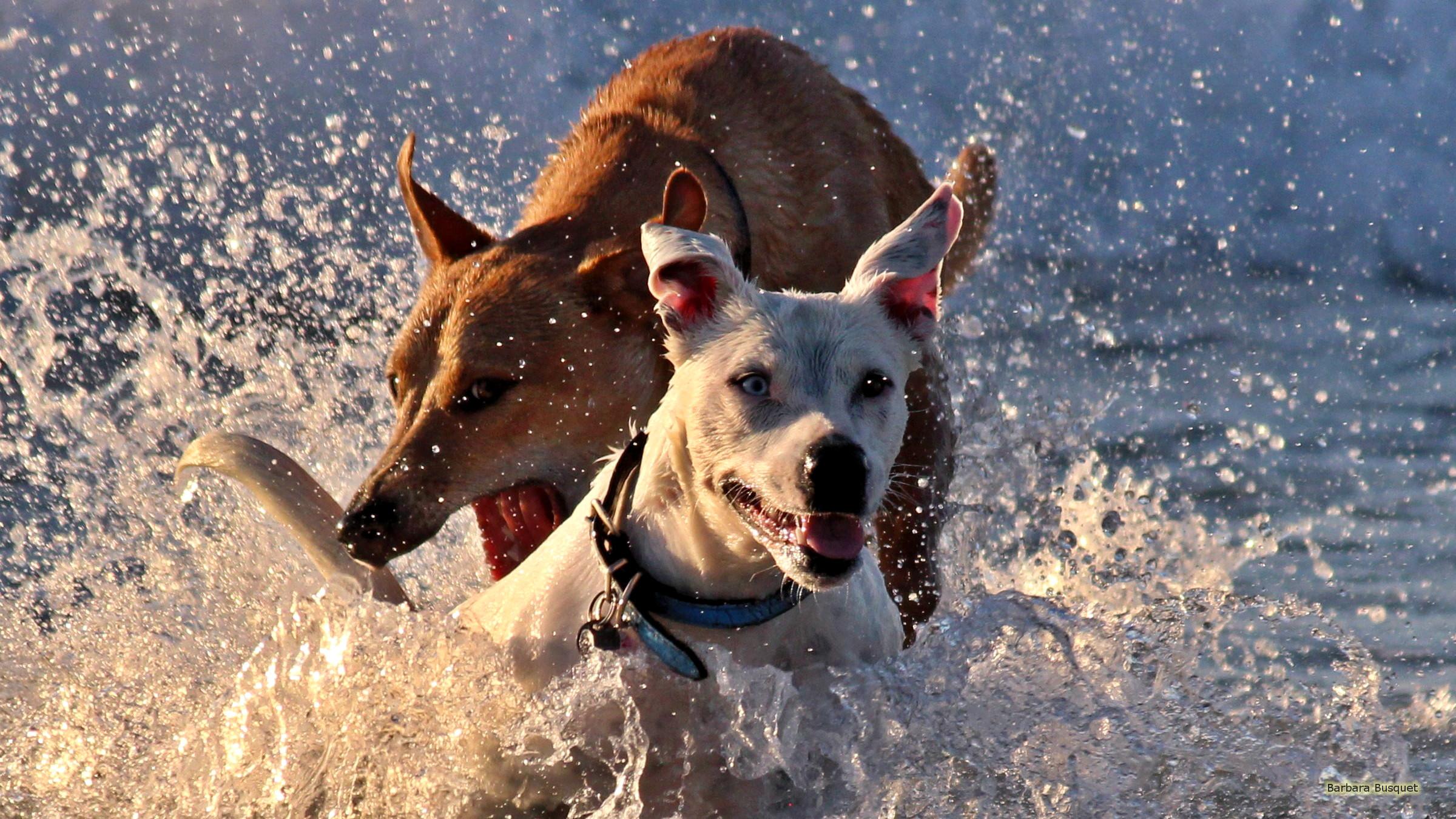 Dog Playing Wallpapers - Top Free Dog Playing Backgrounds - WallpaperAccess