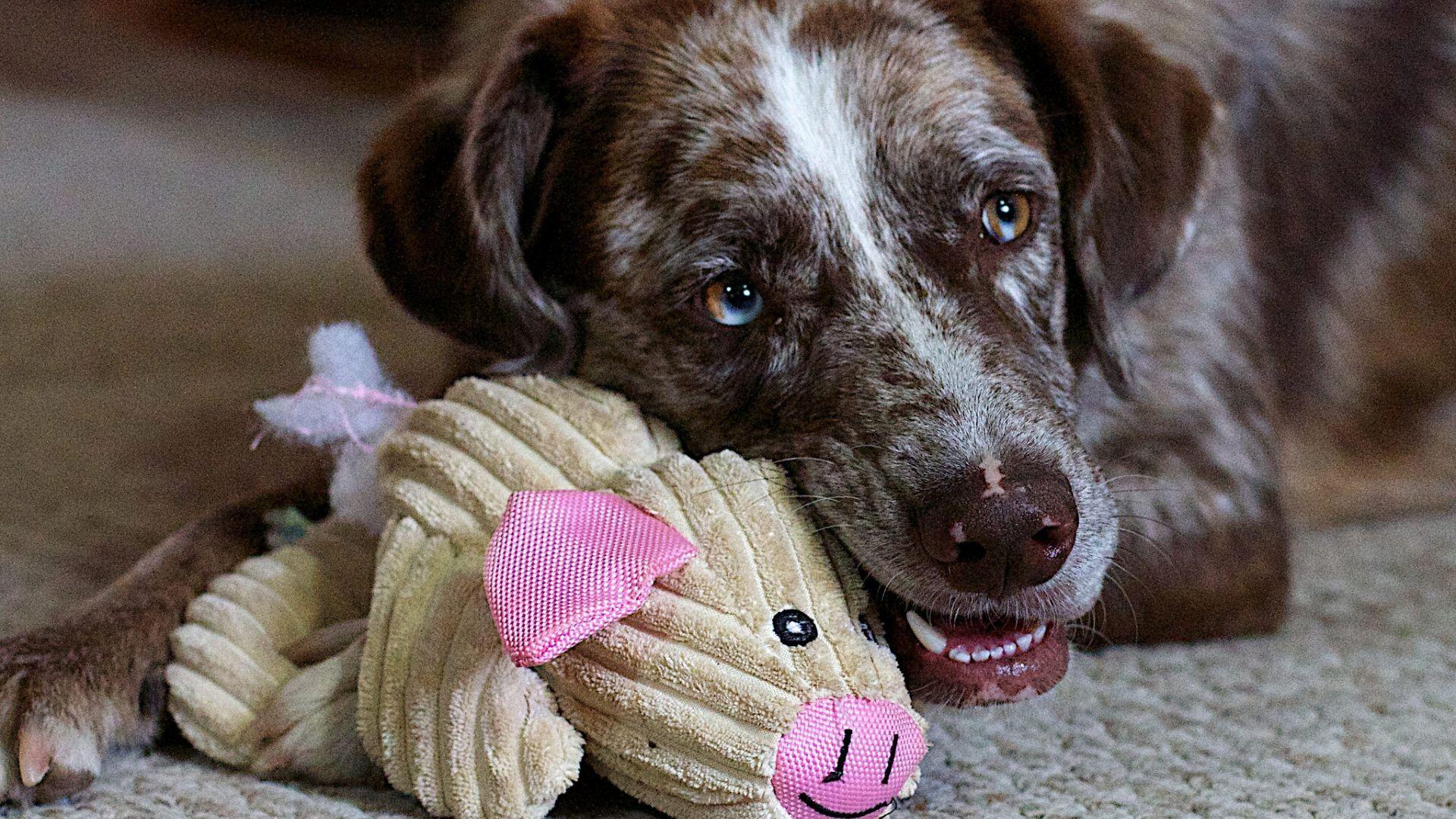 Dog Playing Wallpapers - Top Free Dog Playing Backgrounds - WallpaperAccess