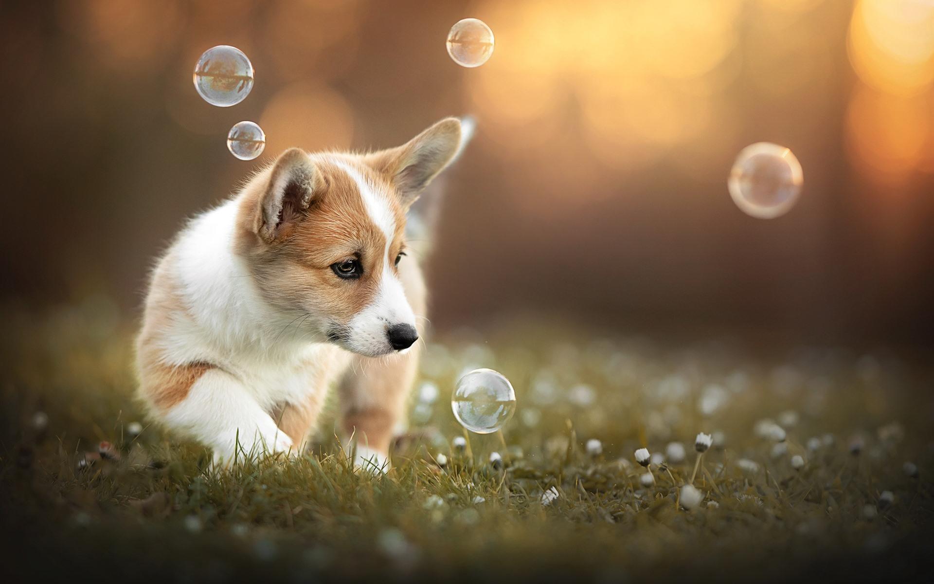 Dog Playing Wallpapers - Top Free Dog Playing Backgrounds - WallpaperAccess