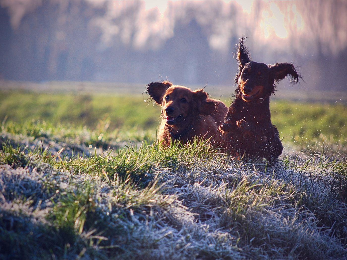 Dog Playing Wallpapers - Top Free Dog Playing Backgrounds - WallpaperAccess